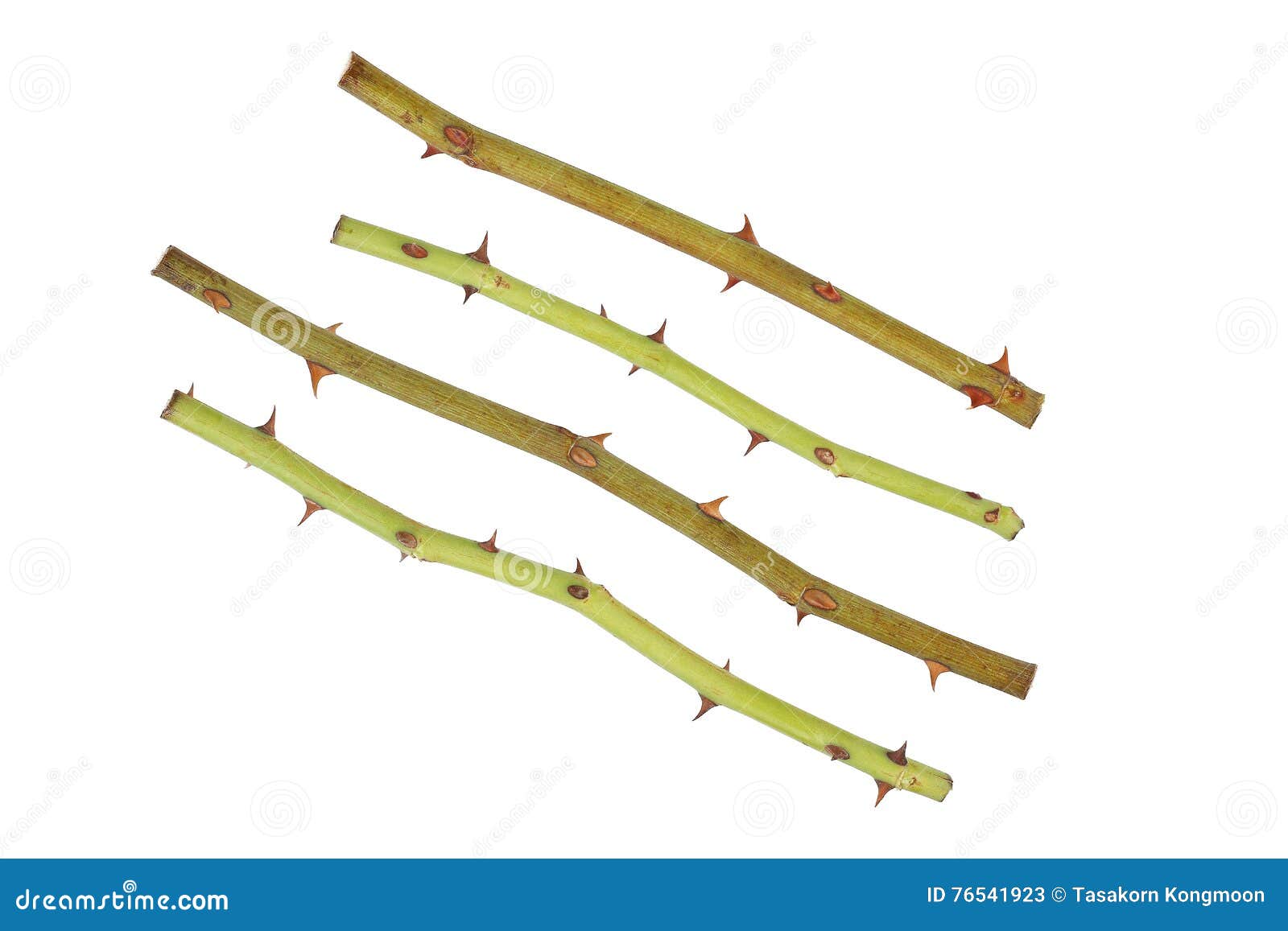 Rose Stalk with Thorn Isolated on White Stock Image - Image of flower ...