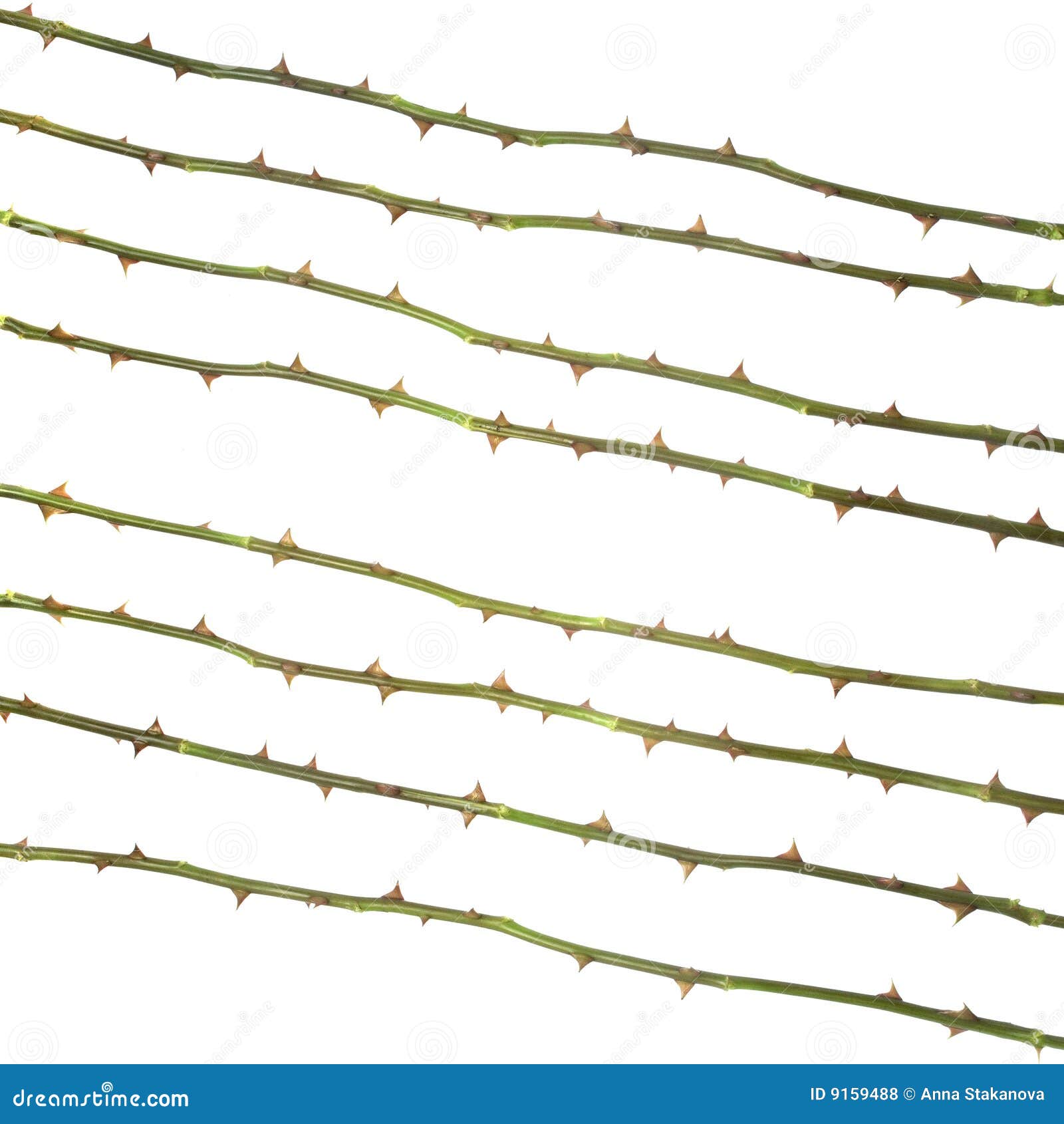 Rose stalks stock photo. Image of fence, close, spiny - 9159488