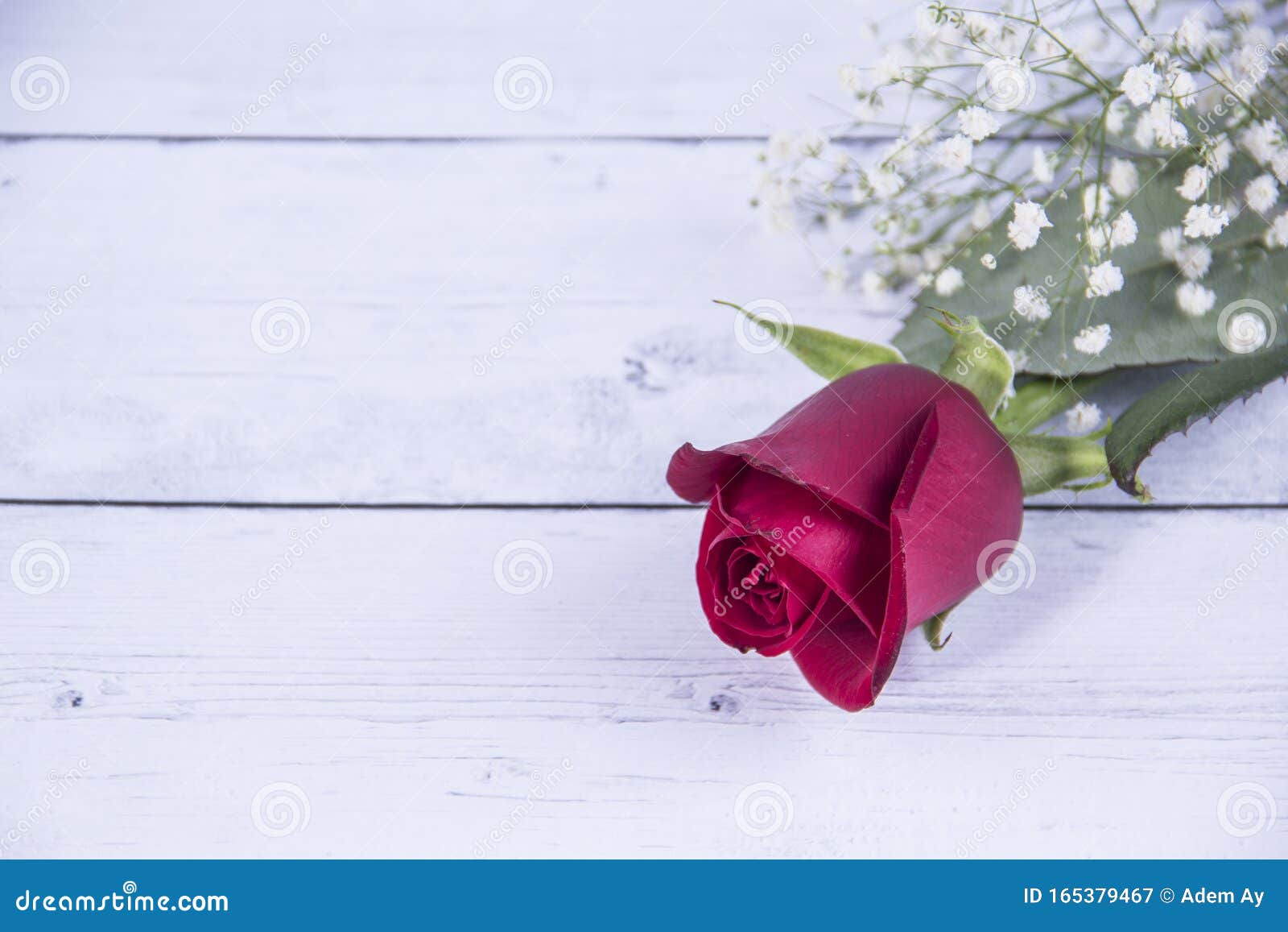 Rose Standing Horizontally on White Background Stock Image - Image of ...