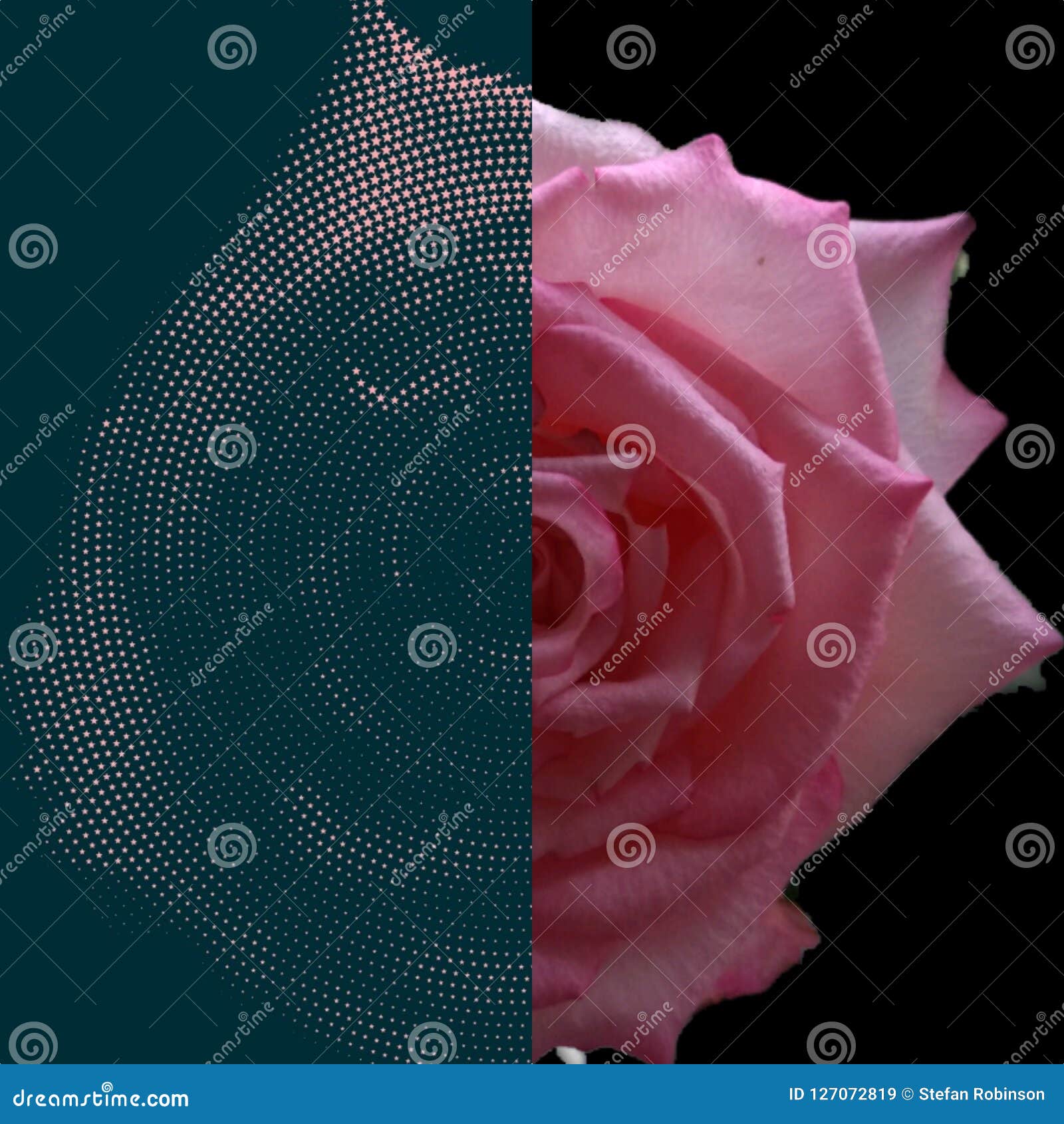 Rose stock image. Image of glitch, edit, flowers, digitalart - 127072819
