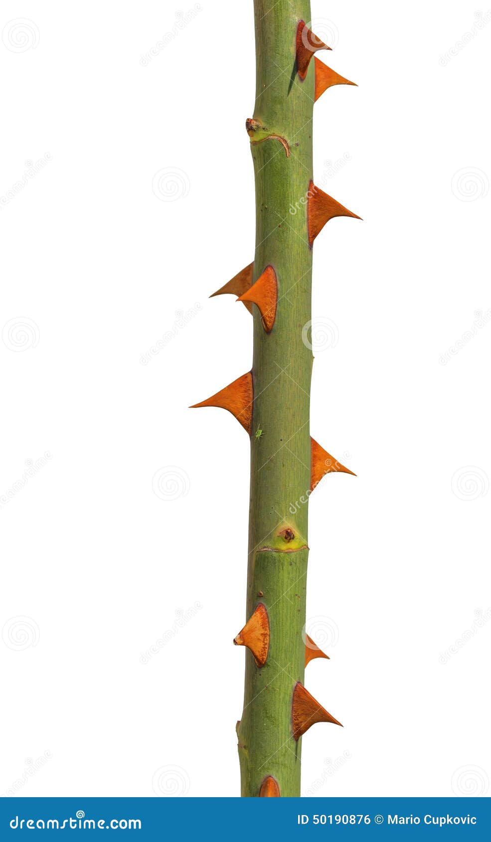 Rose Stem Stock Photo - Image: 50190876