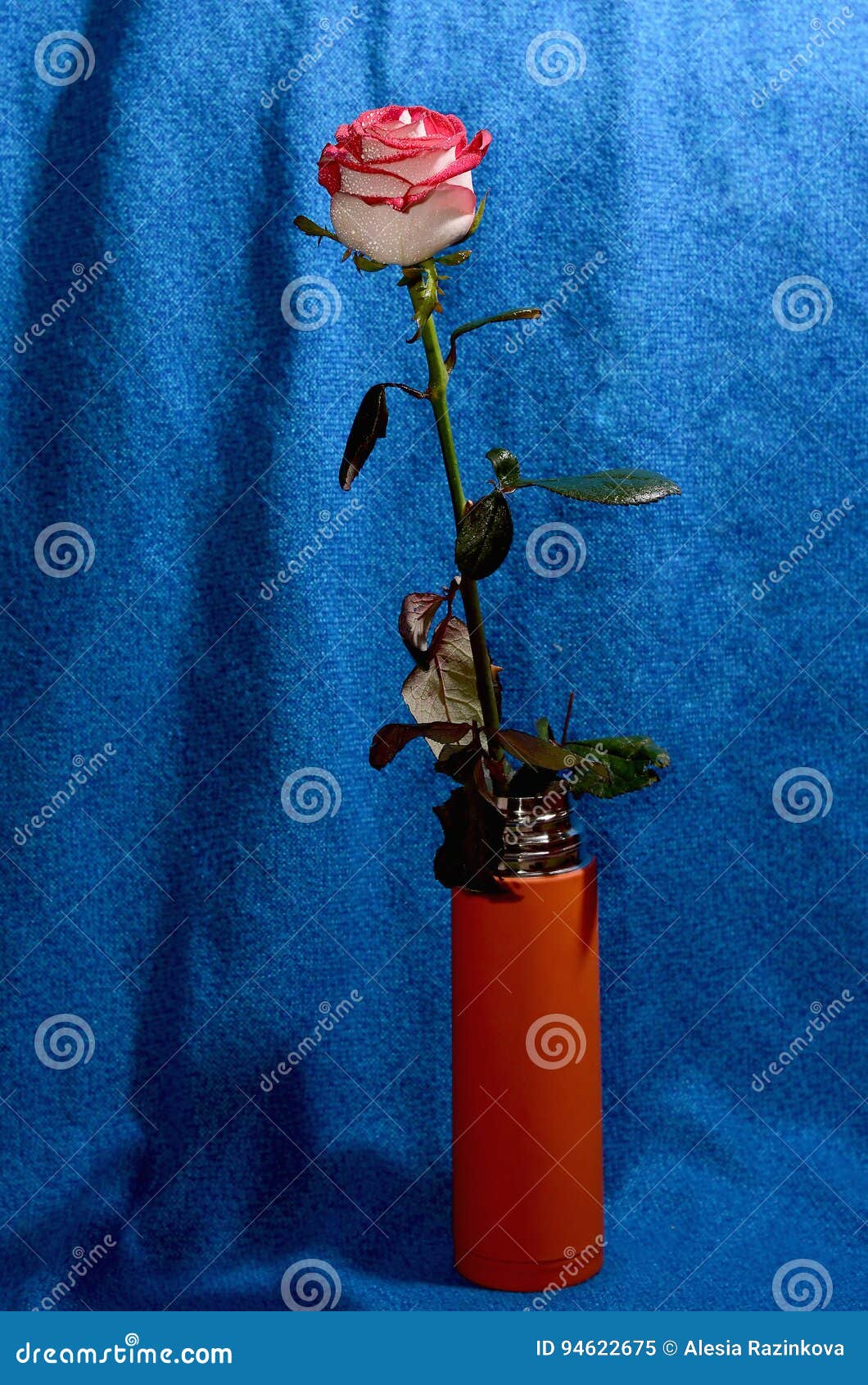 Rose on a stem in a vase stock image. Image of flowers - 94622675