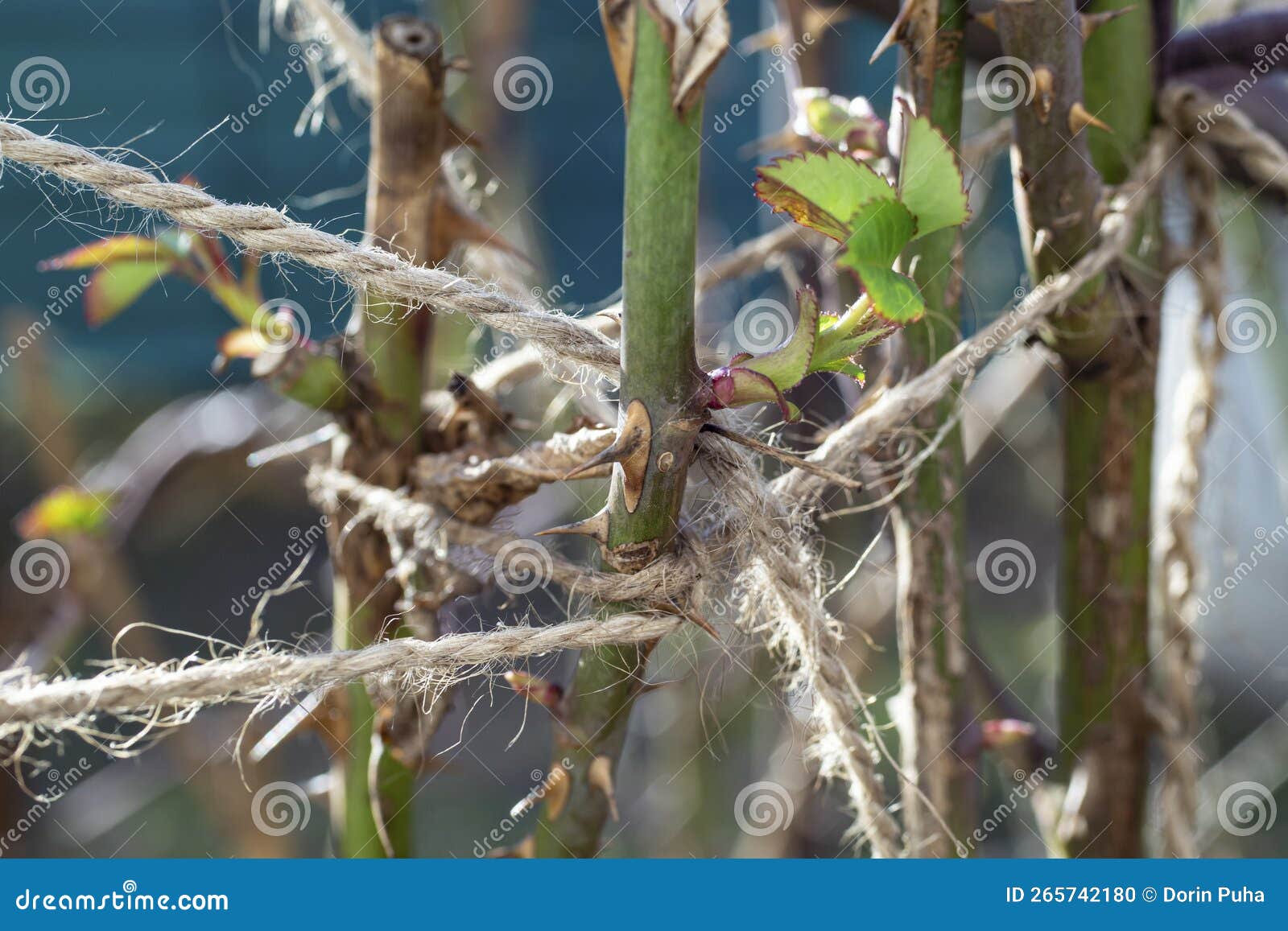 Rose Stems Tied with Jute Thread Stock Photo - Image of close ...
