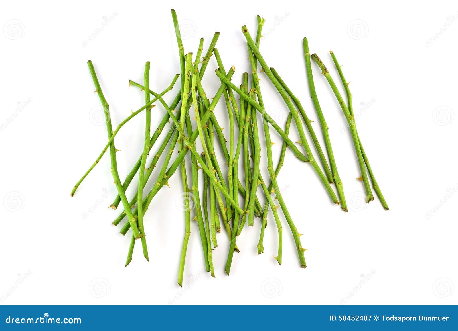 Rose Stems on White Background Stock Image - Image of roses, thorns ...