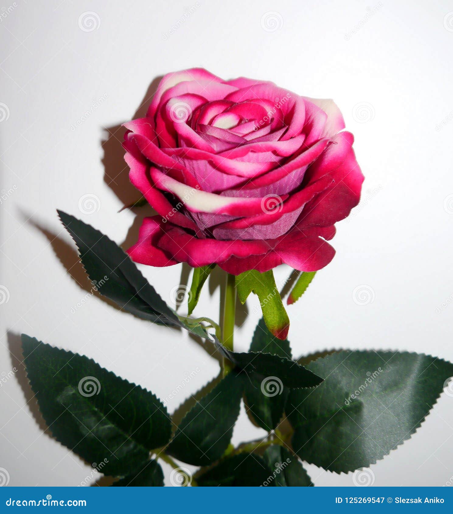 Rose still life stock image. Image of stillife, wallpapers - 125269547