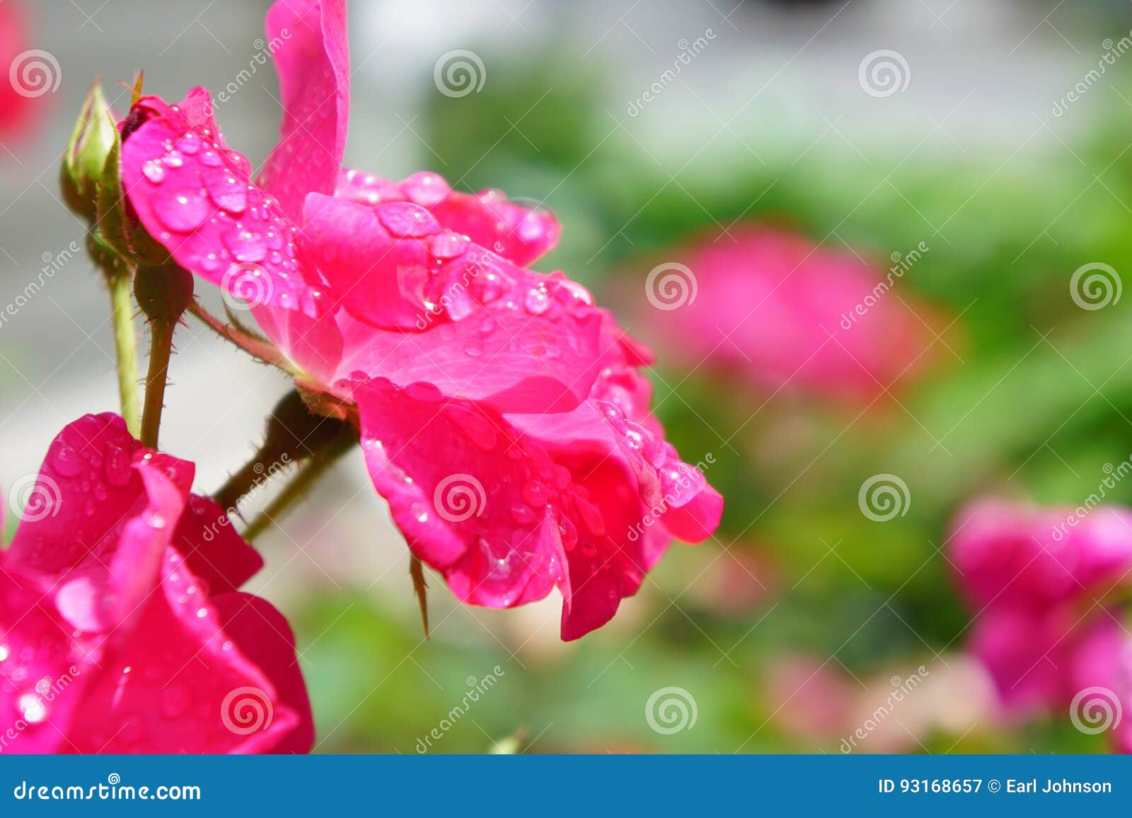 A rose is still a rose... stock image. Image of picturesque - 93168657