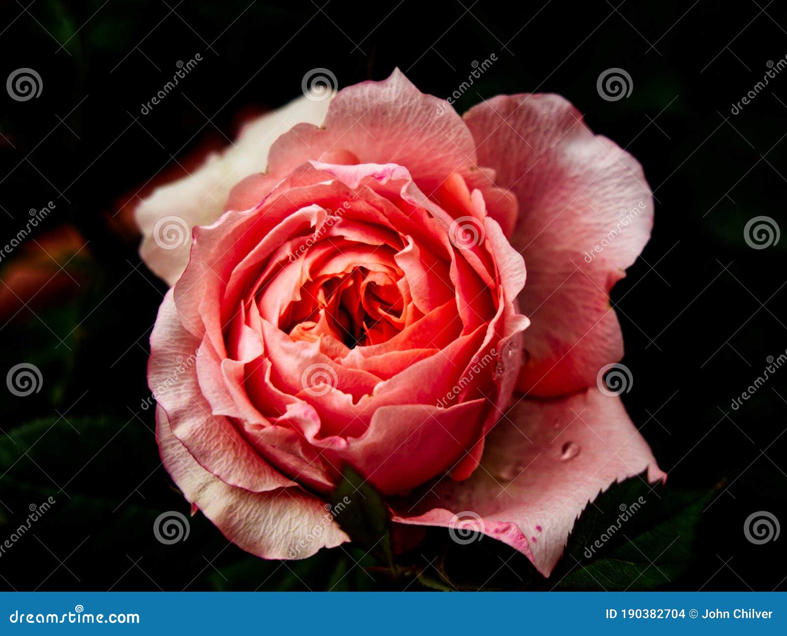 A Rose after the storm stock photo. Image of appeal - 190382704