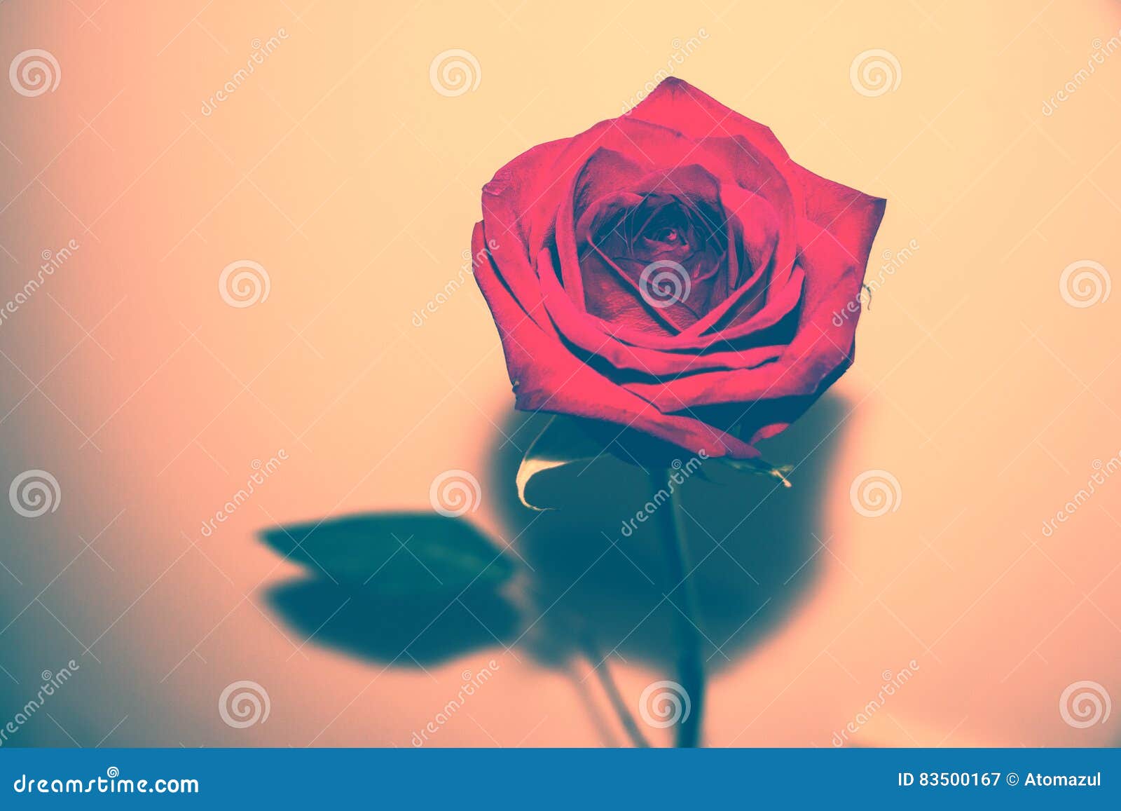Rose Stylized stock image. Image of color, retro, modern - 83500167