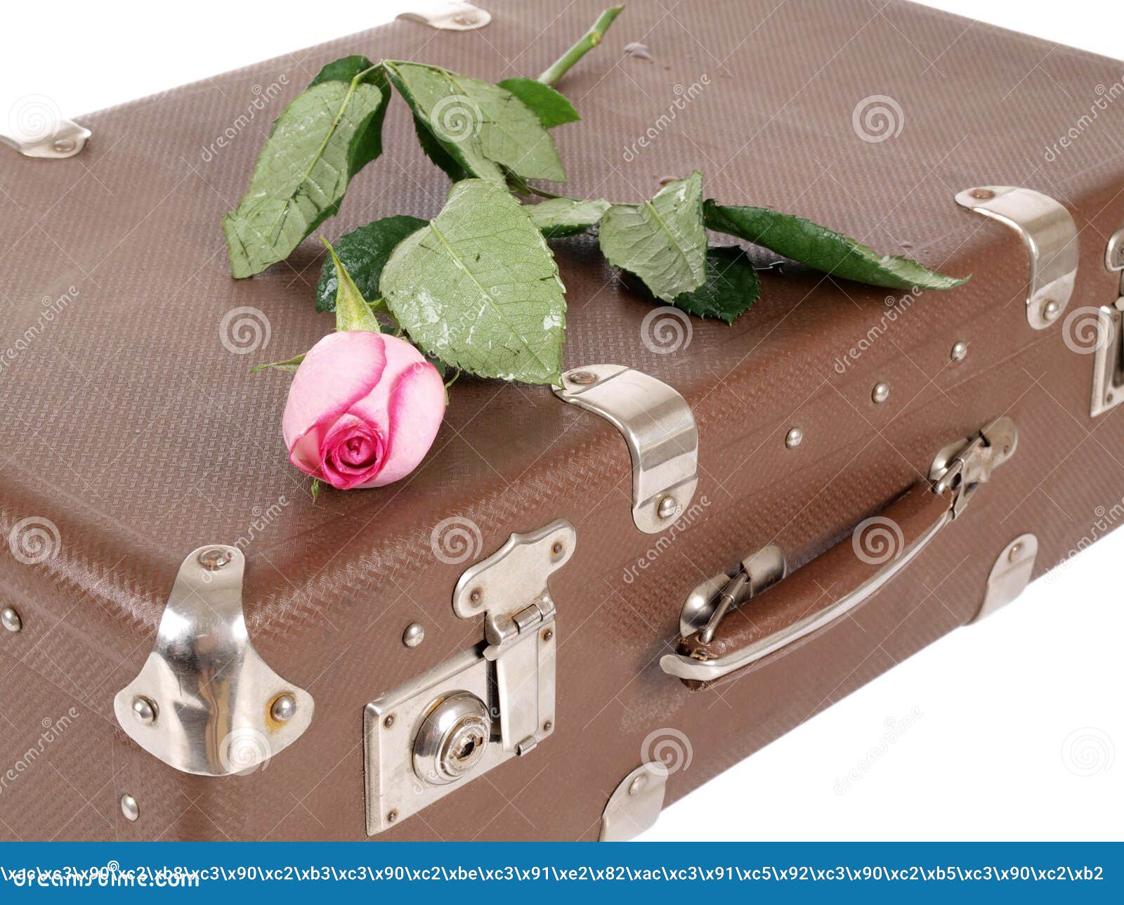 Rose on suitcase stock image. Image of suitcase, luggage - 22085093
