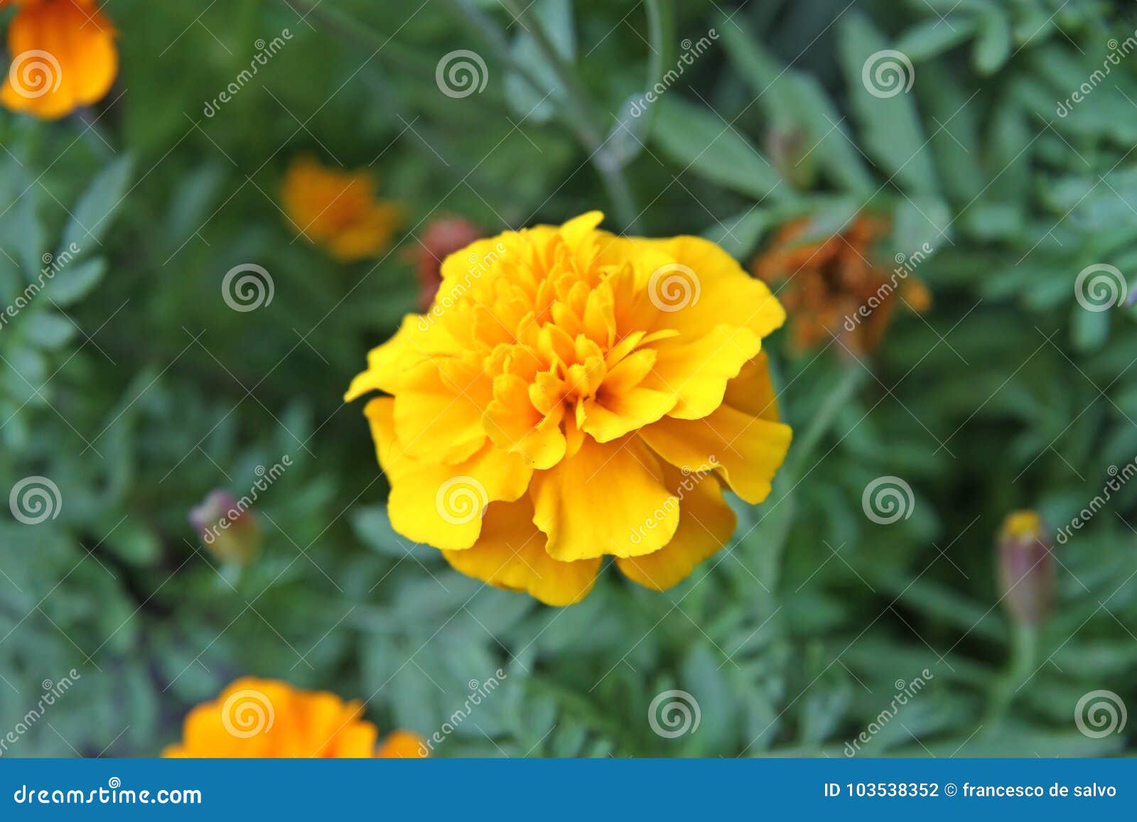 Rose in summertime stock photo. Image of mountains, summertime - 103538352
