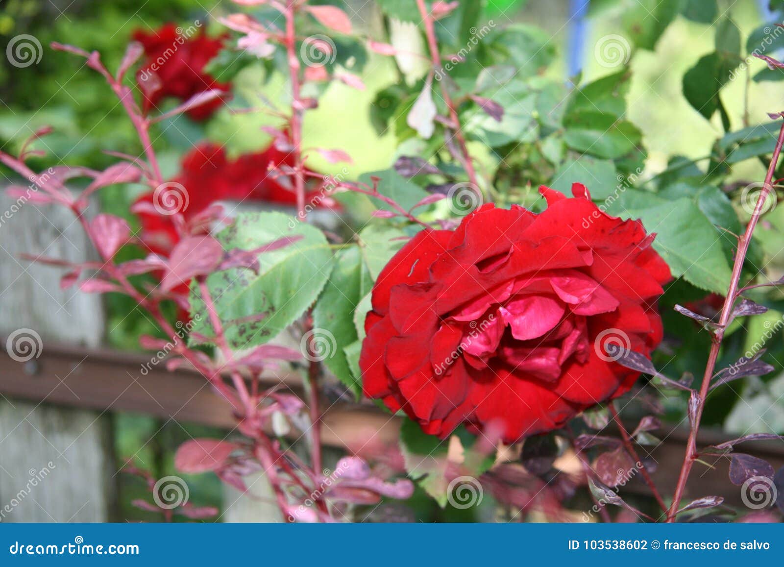Rose in summertime stock photo. Image of territory, summertime - 103538602