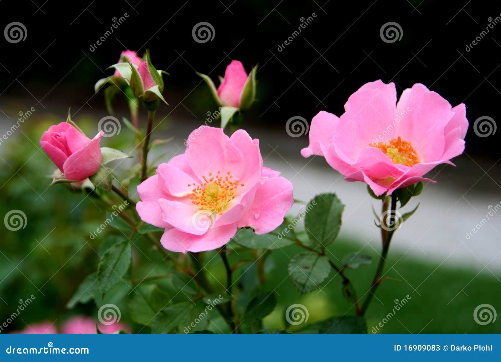 Rose Summerwind stock image. Image of flowering, rose - 16909083