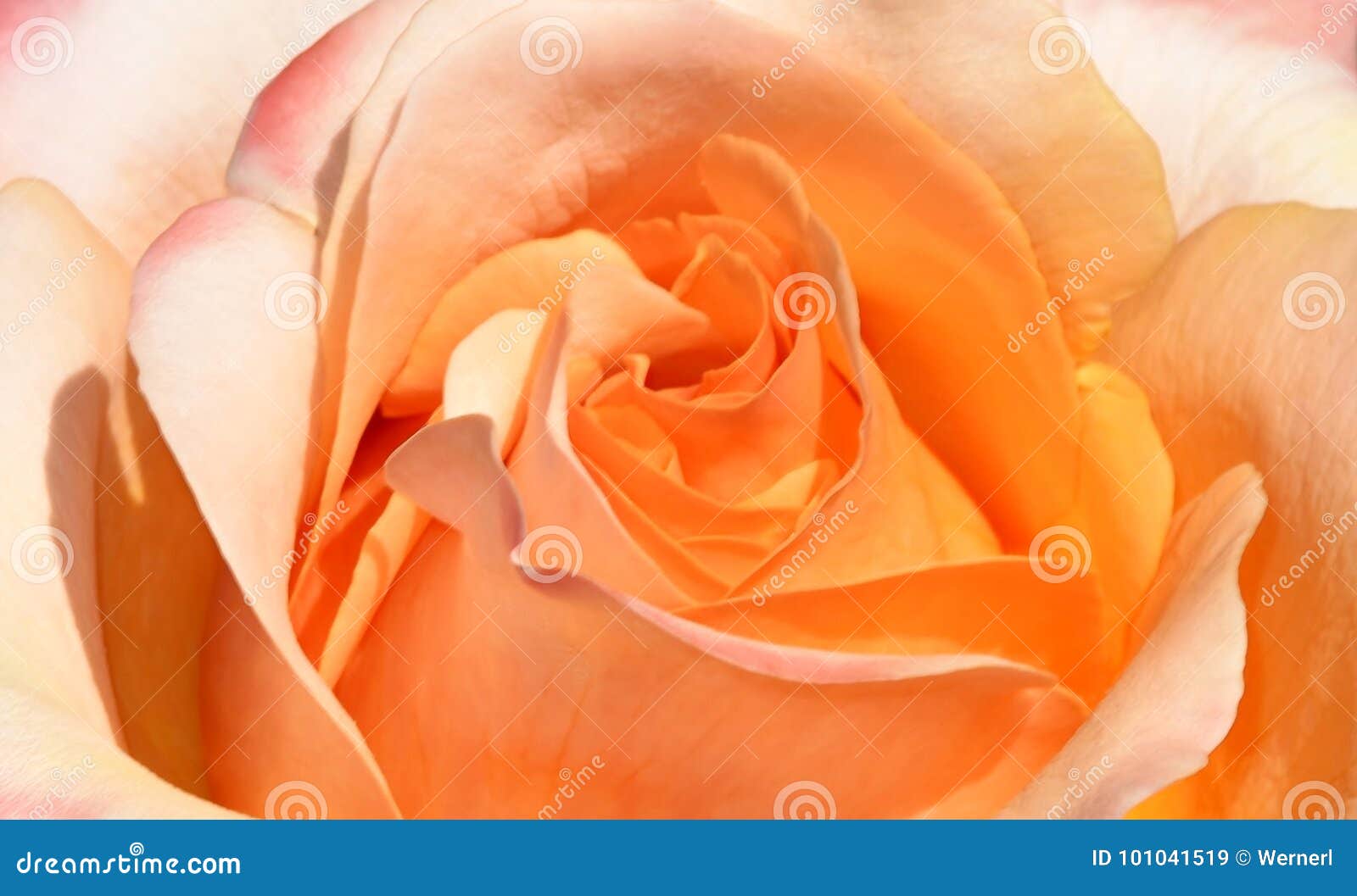 Rose in sunlight stock image. Image of beautiful, flora - 101041519