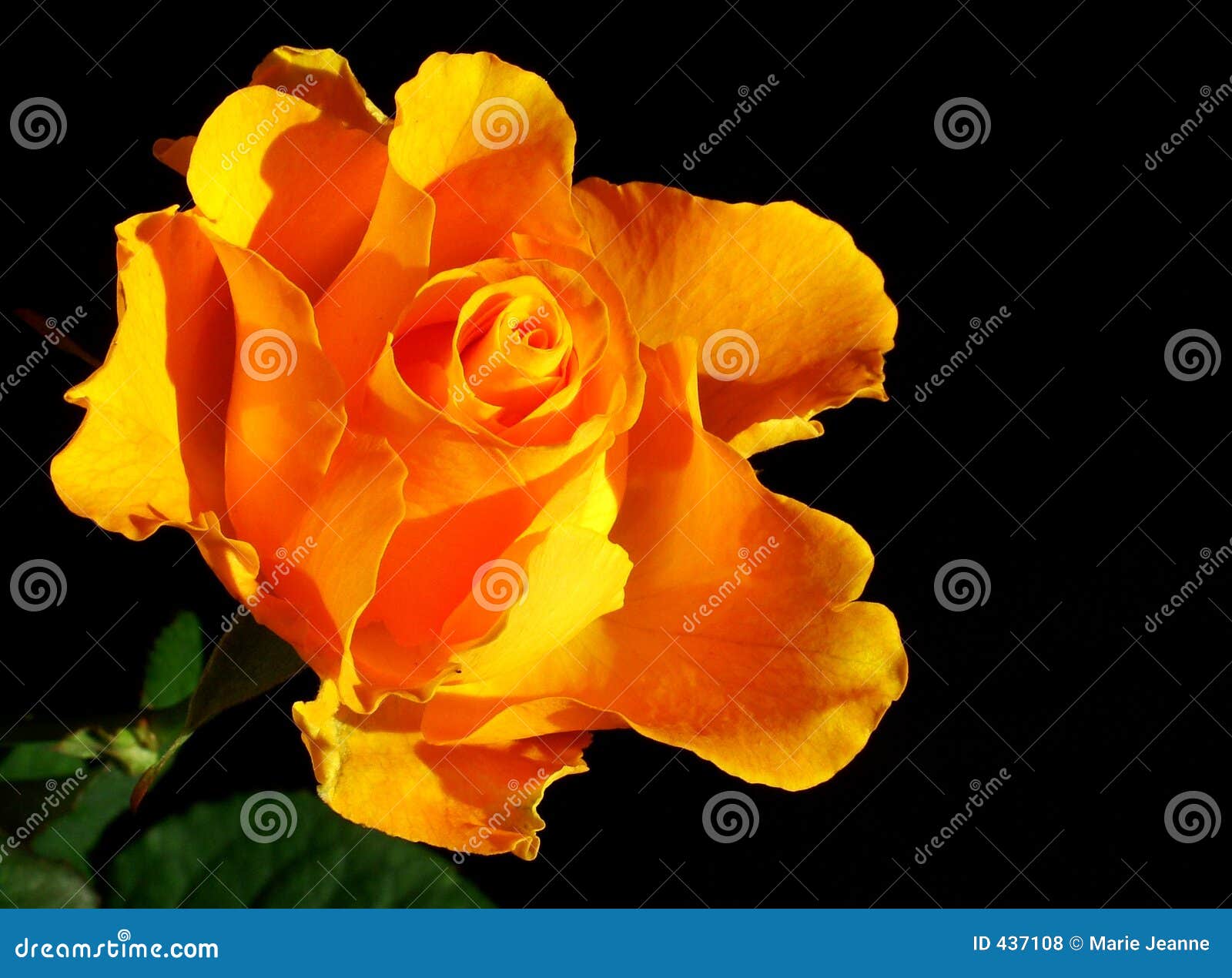 Rose in the Sunset stock photo. Image of flower, colours - 437108