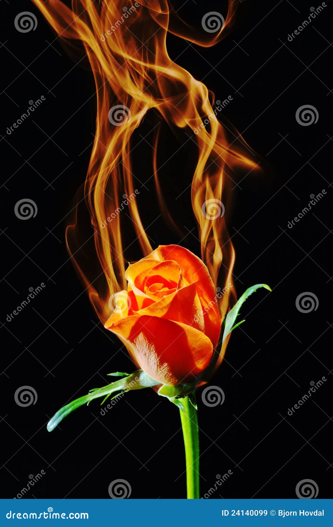 Rose sur l'incendie image stock. Image du lame, ardemment - 24140099