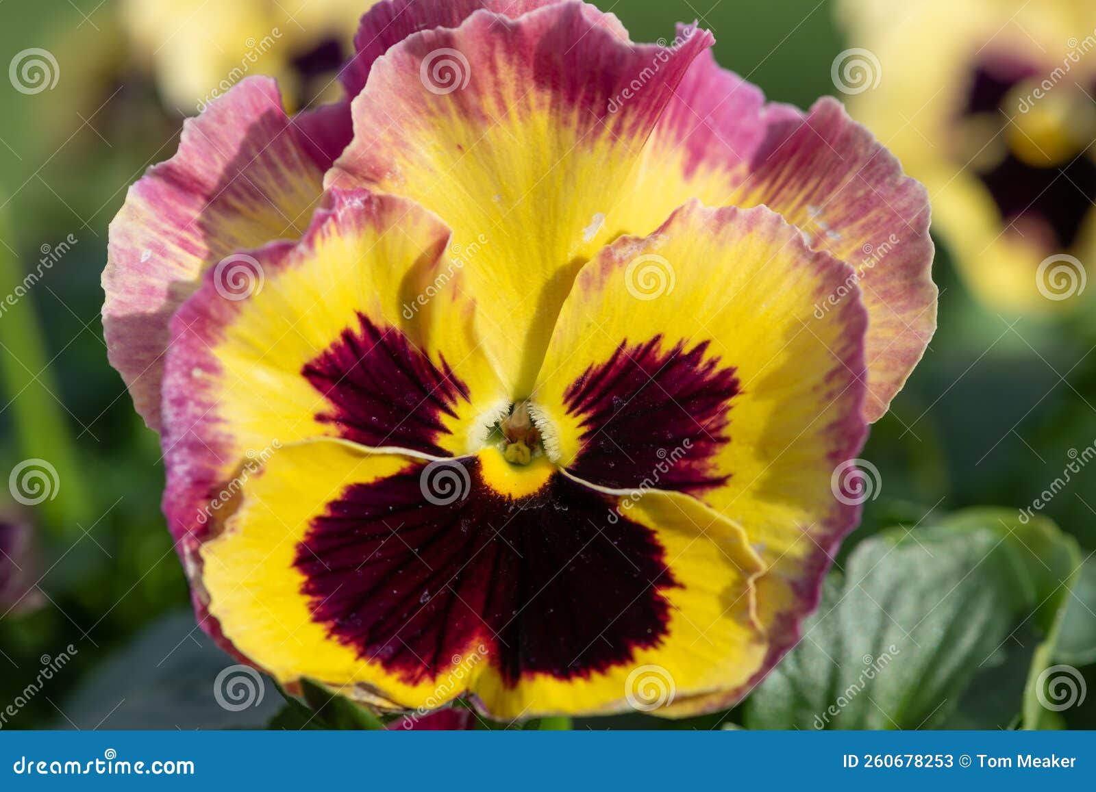 Rose surprise pansy flower stock image. Image of flower - 260678253