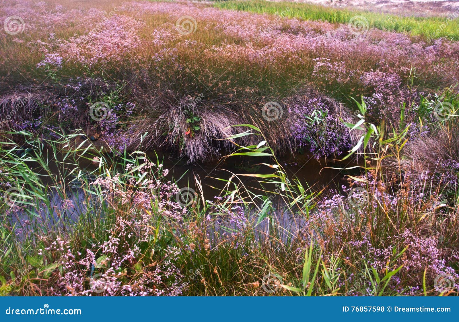 Rose in the swamp stock photo. Image of field, foam, forest - 76857598