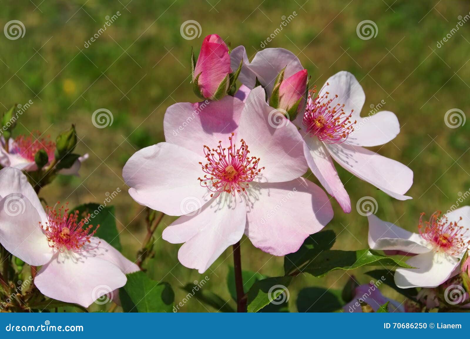 Rose Sweet Pretty arkivfoto. Bild av grön, nätt, växt - 70686250