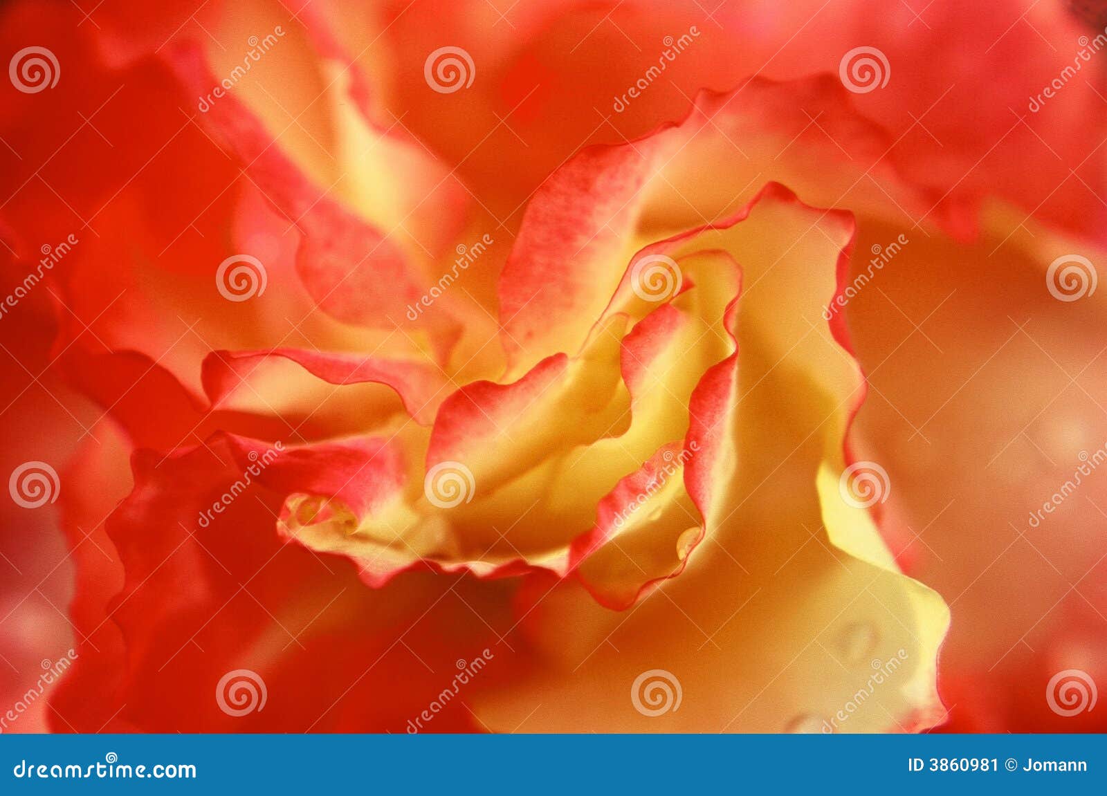 Rose swirl stock image. Image of flower, flowers, yellow - 3860981