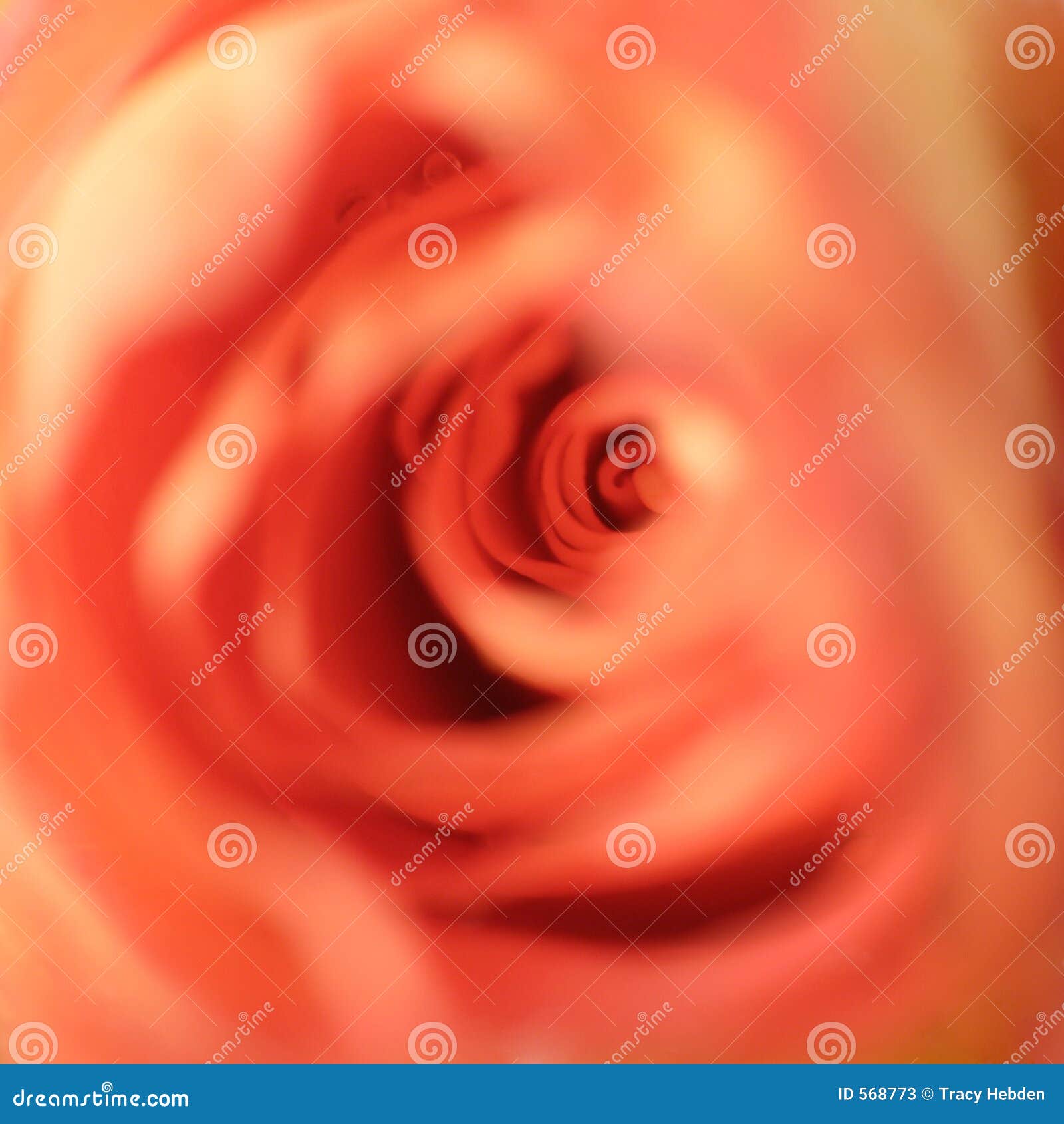 Rose swirl stock image. Image of petal, circle, heart, hidden - 568773