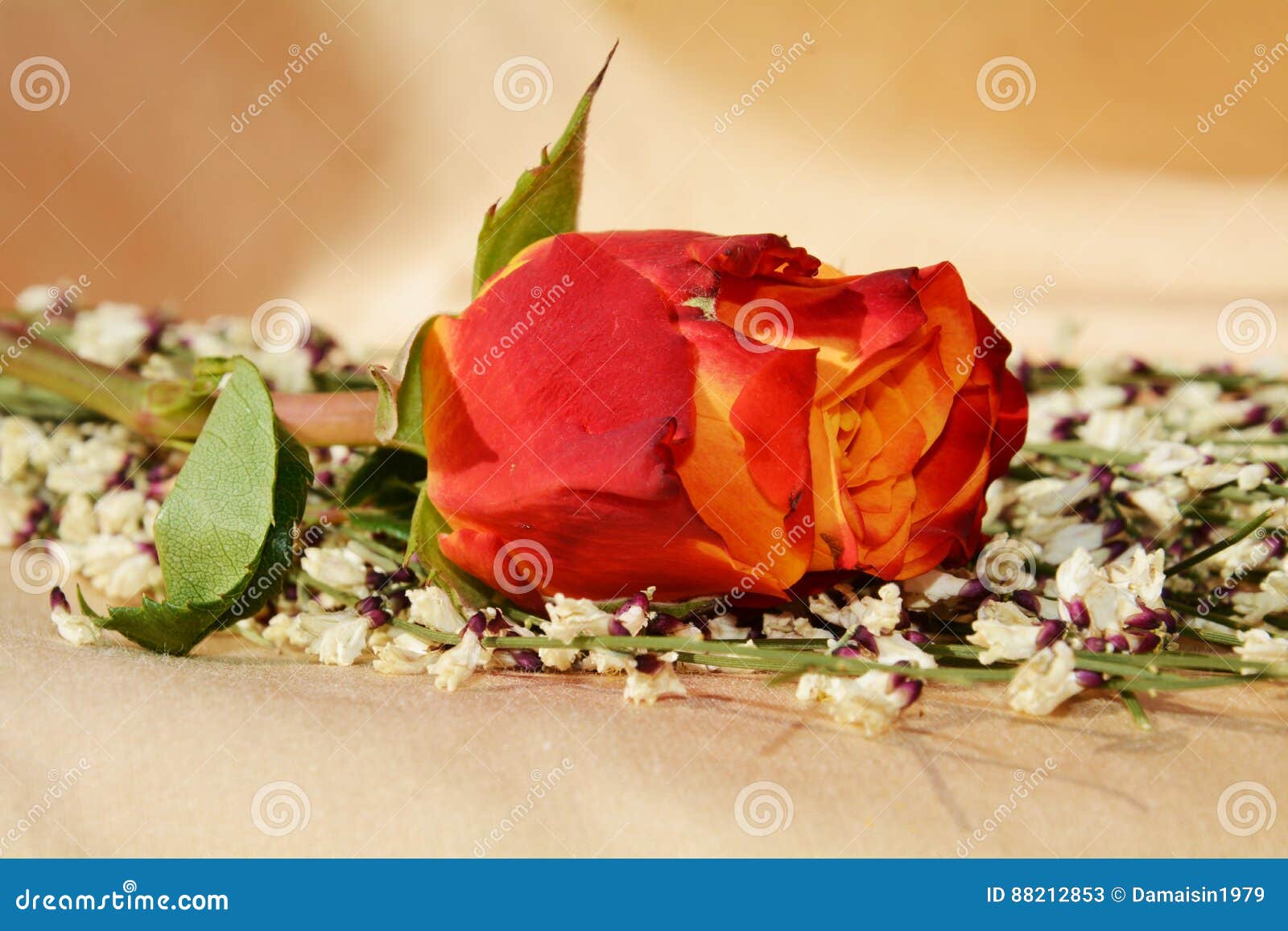 Rose, Symbol Of Appreciation Stock Image - Image of determination ...