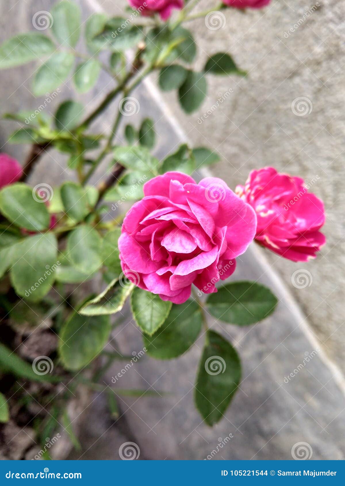 Rose editorial stock image. Image of rose, symbol, beauty - 105221544