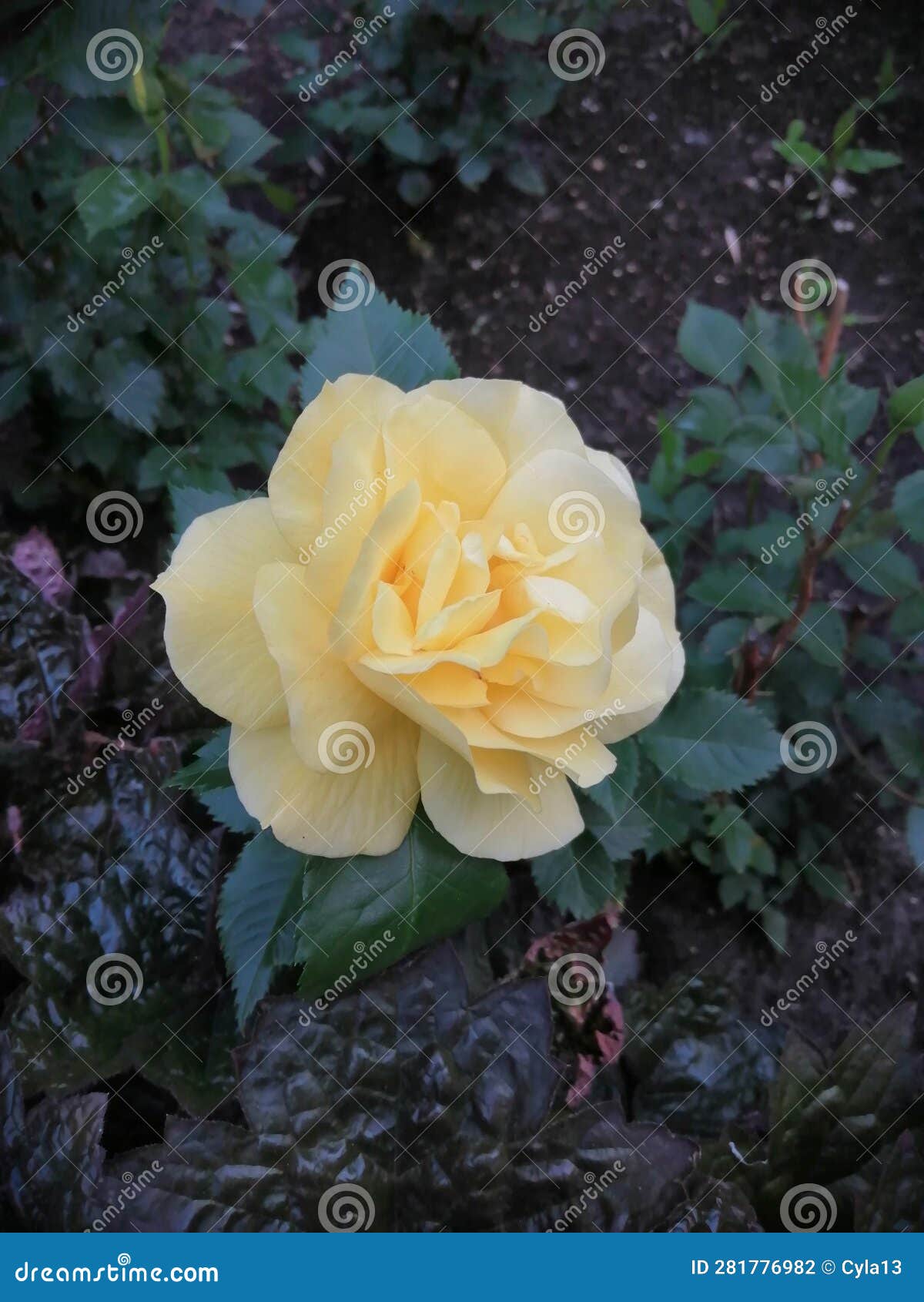 Rose is symbol of love stock photo. Image of blossoming - 281776982
