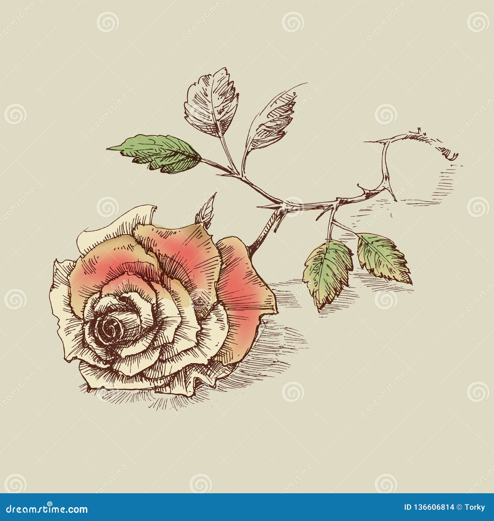A rose on the table stock vector. Illustration of decoration - 136606814