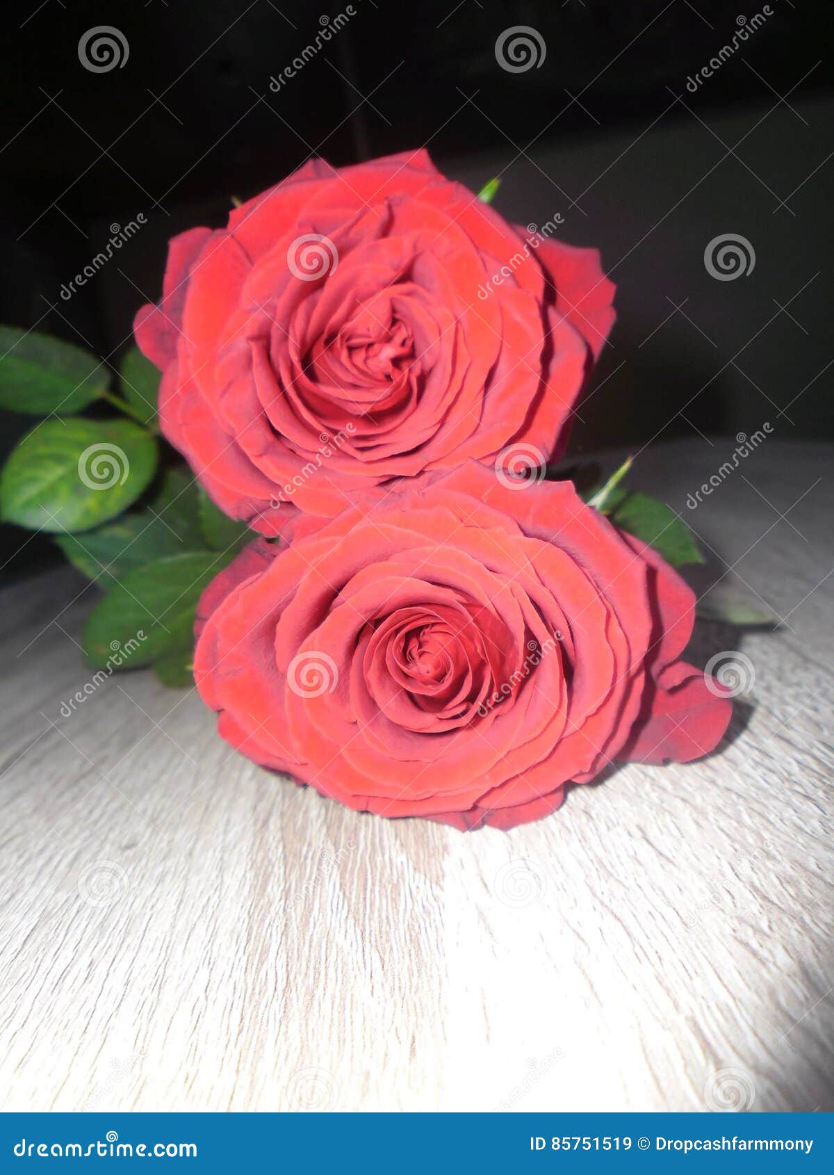 Rose on the table stock image. Image of rose, table, room - 85751519