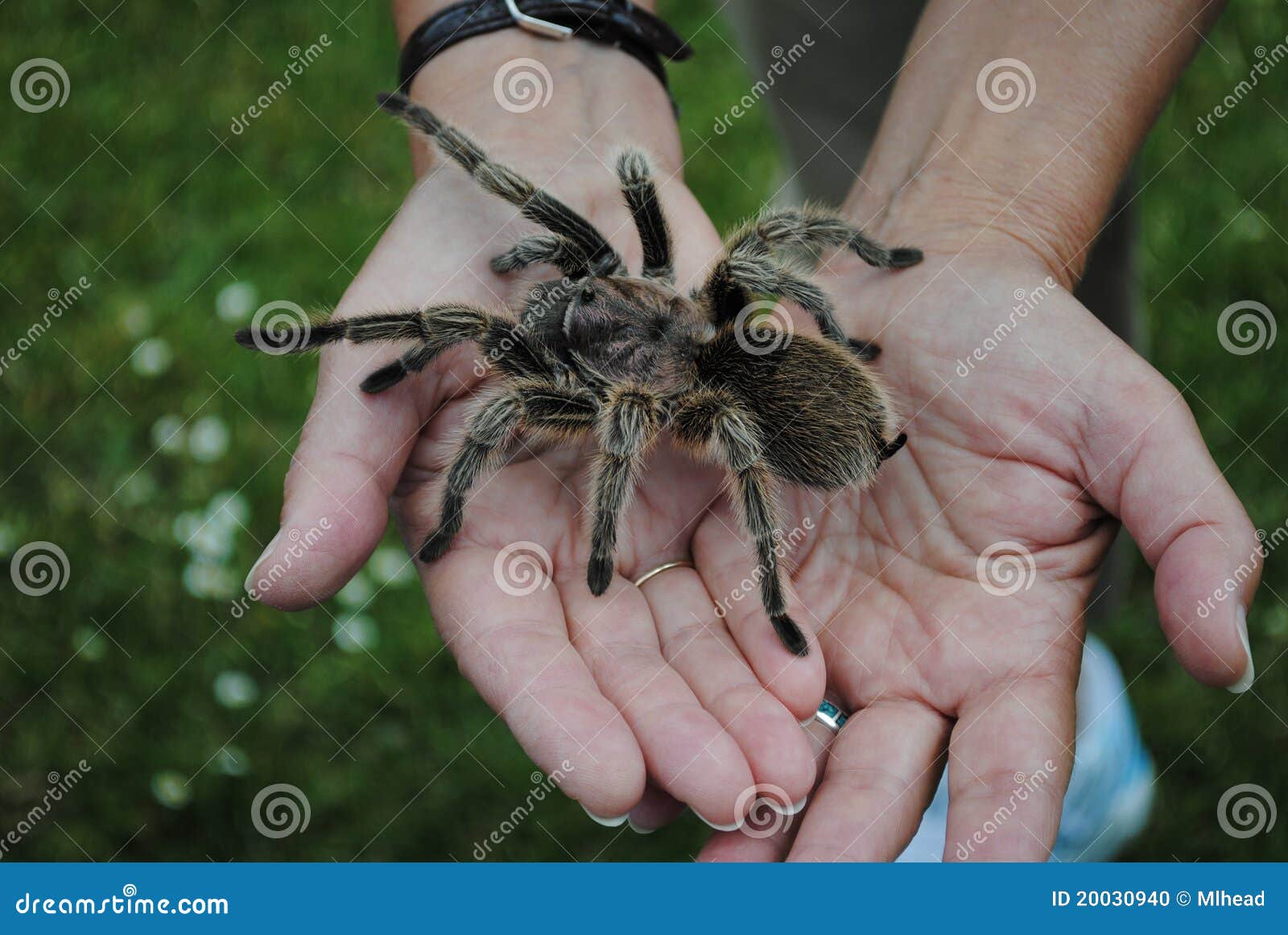 Rose Tarantula stock photo. Image of venomous, rose, legs - 20030940