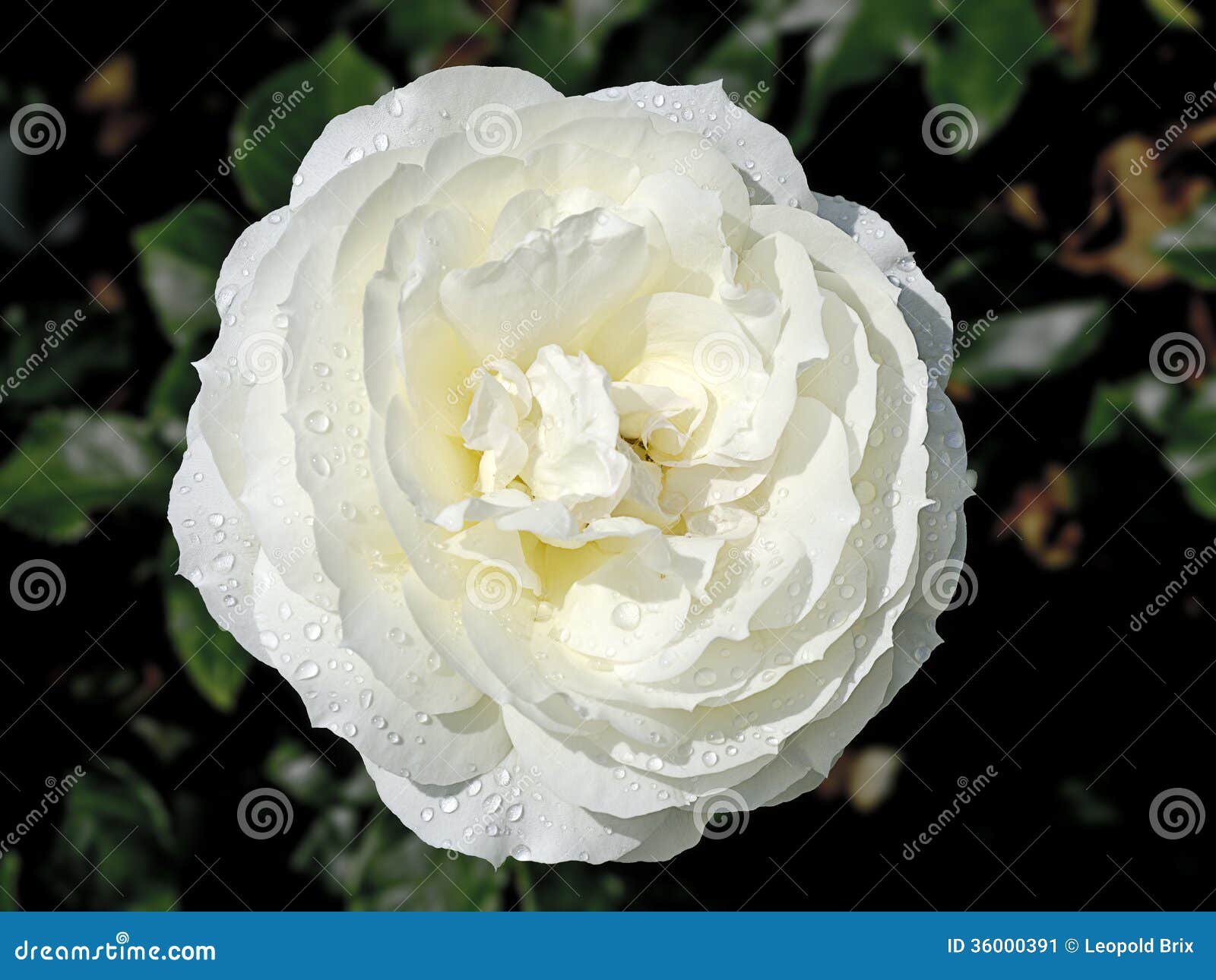 Rose Tchaikovski stock image. Image of flower, peach - 36000391