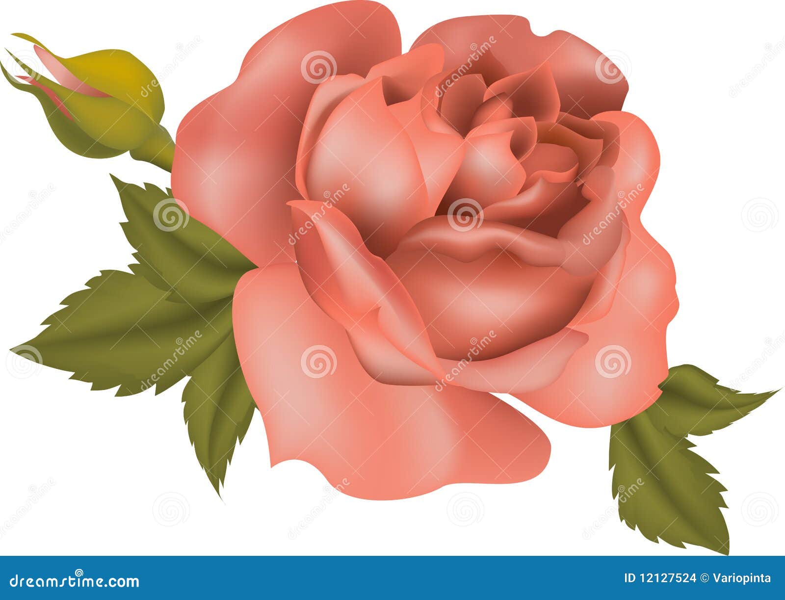 Rose tea stock vector. Illustration of valentine, gardening - 12127524