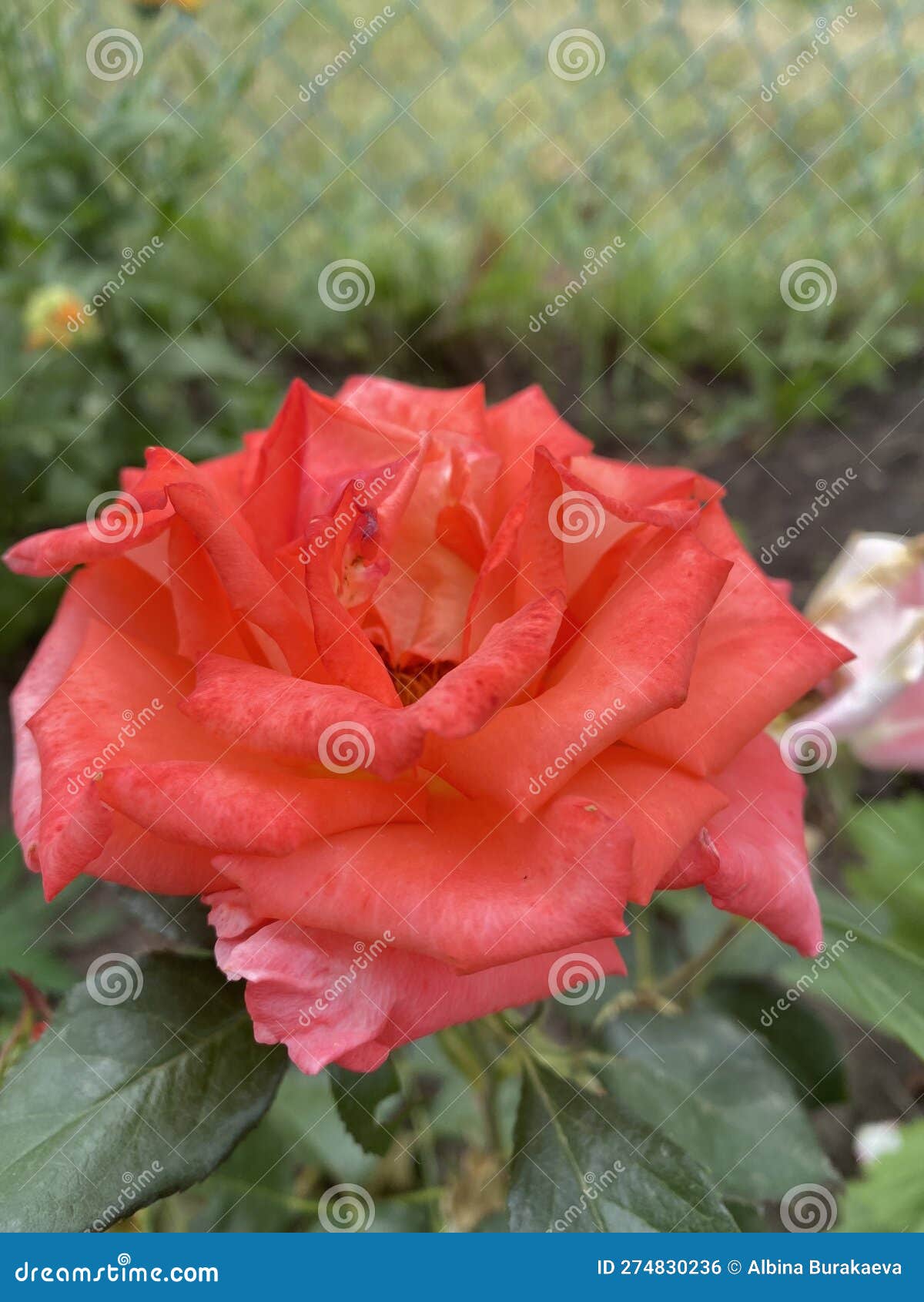Rose stock photo. Image of tulip, flower, plant, petal - 274830236 Rose stock photo. Image of tulip, flower, plant, petal - 274830236
