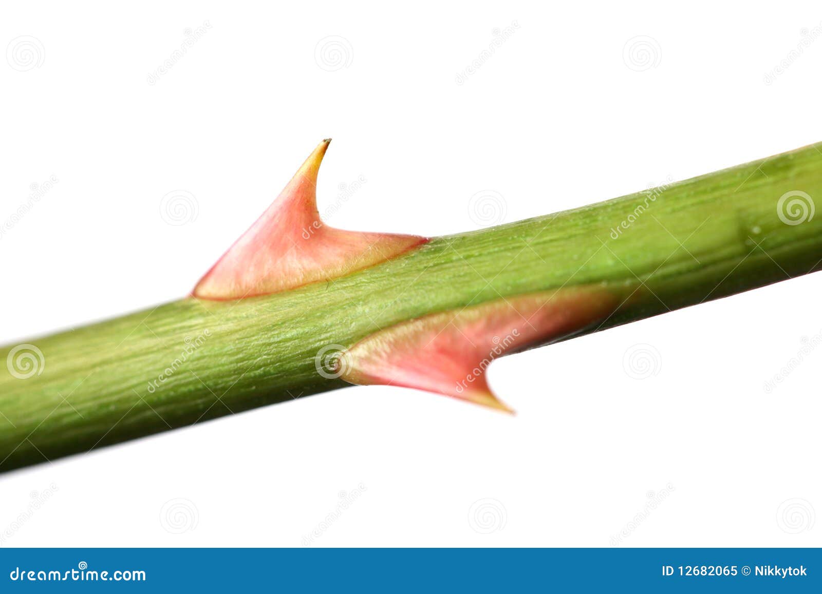 Rose thorn stock image. Image of isolated, natural, macro - 12682065