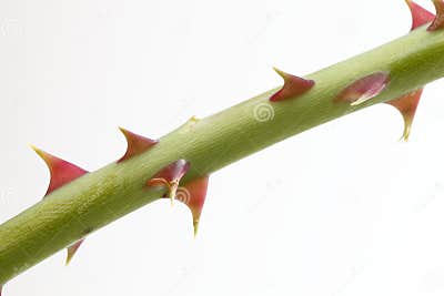 Rose thorn stock photo. Image of closeup, rose, contrasting - 20431046