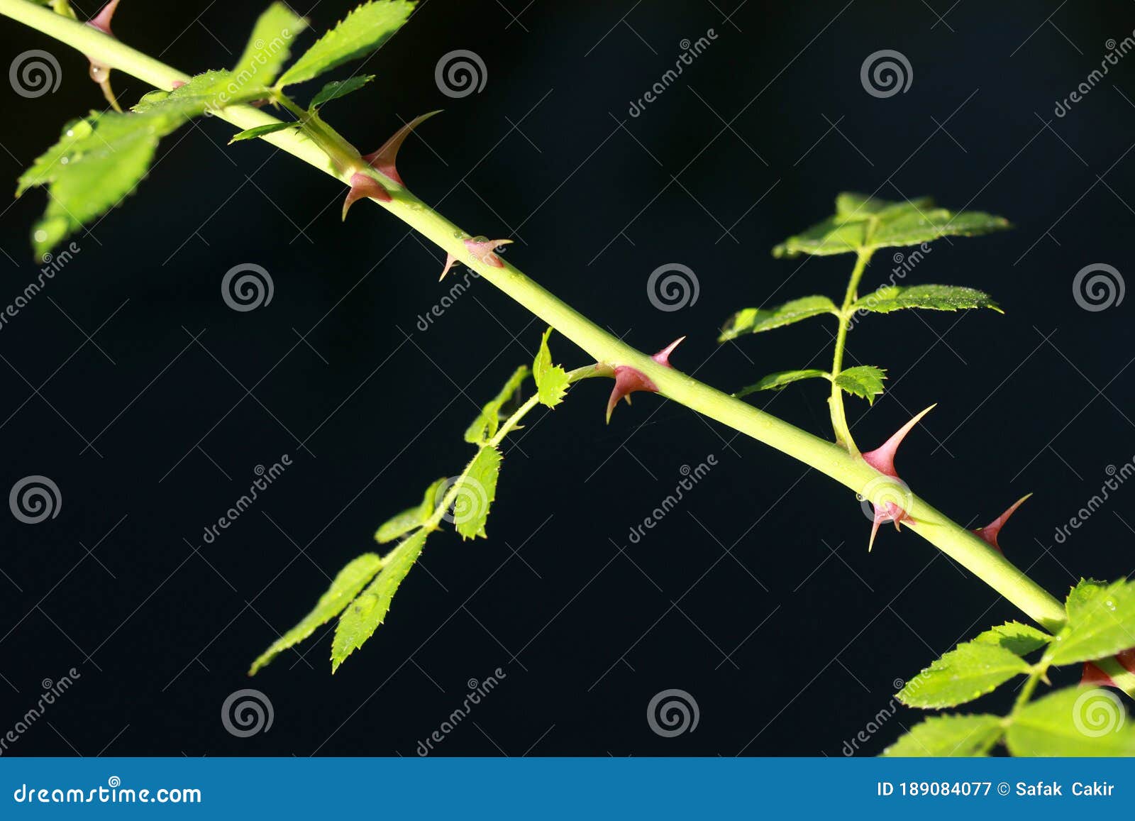 Rose thorn stock image. Image of bush, extreme, color - 189084077