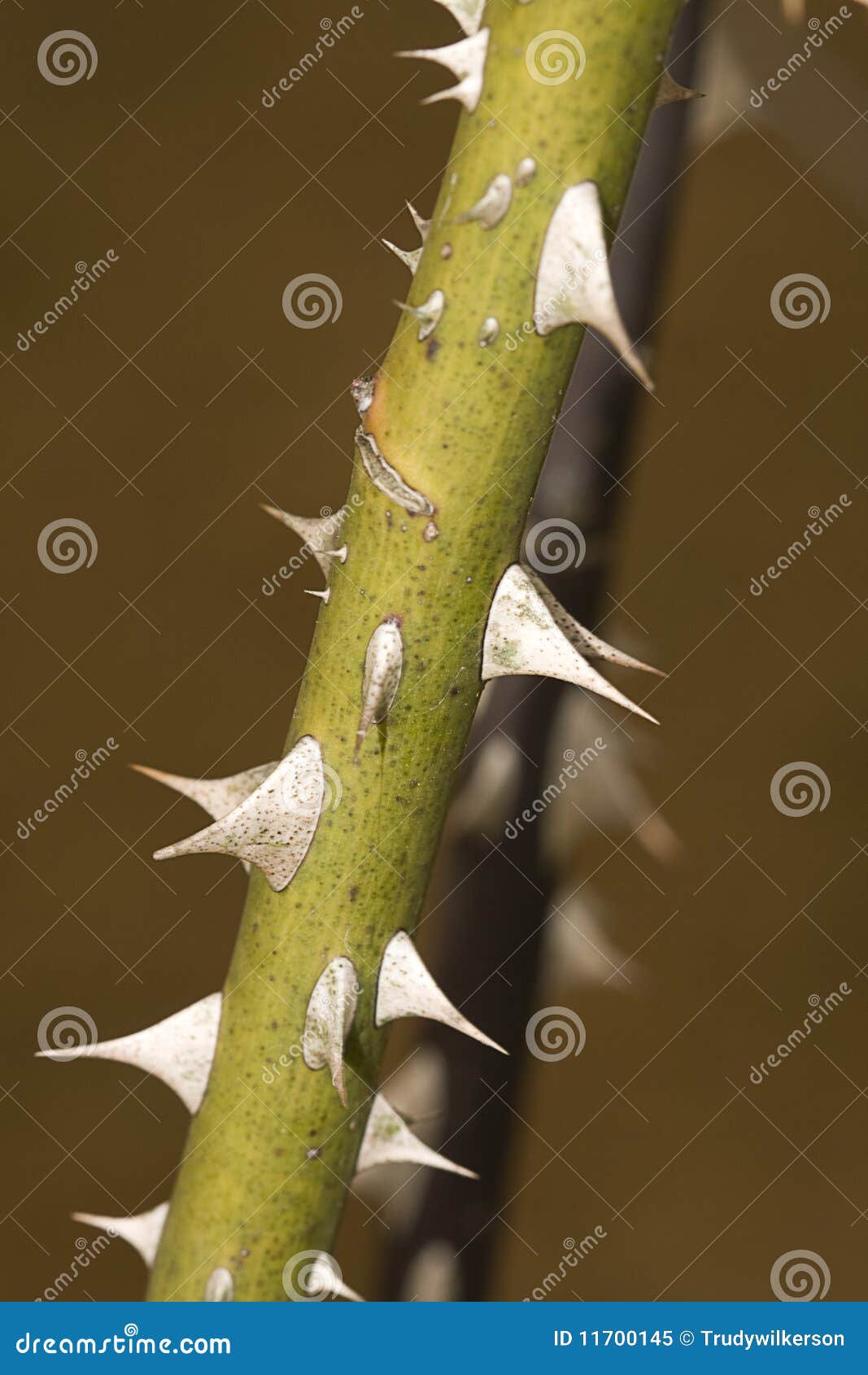 Rose Thorns Stock Image | CartoonDealer.com #11700145