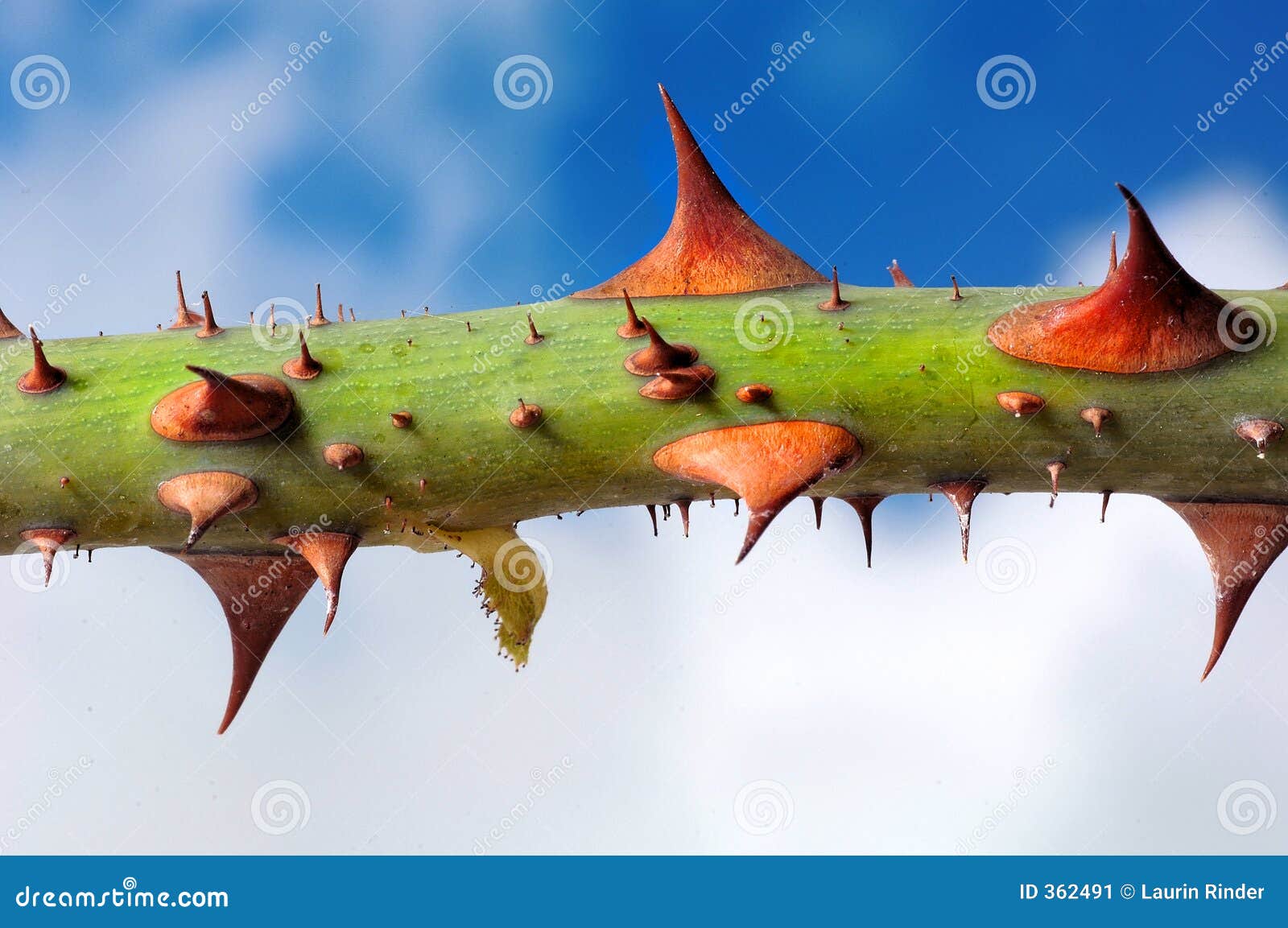 Rose Thorns stock image. Image of stick, bleed, brown, green - 362491