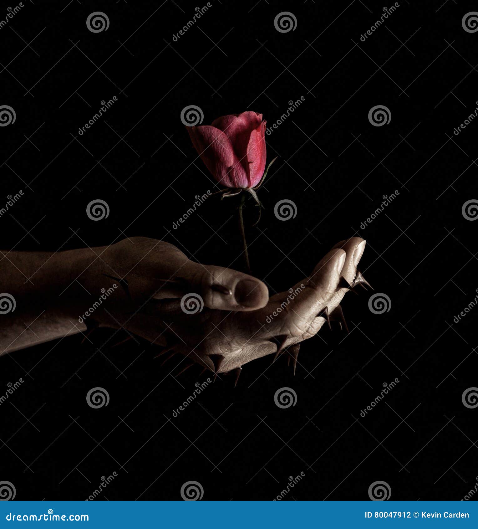 Rose from thorns stock photo. Image of flower, root, stem - 80047912