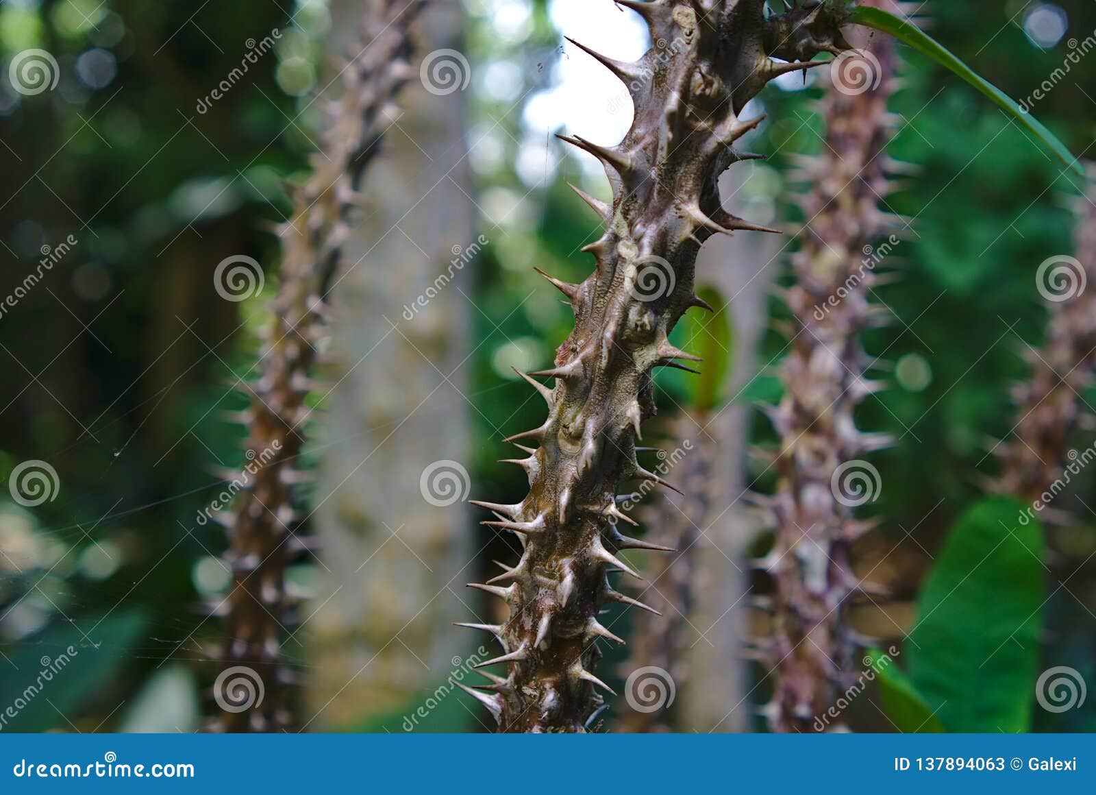 Rose Thorns with Blurred Natural Background Stock Image - Image of ...