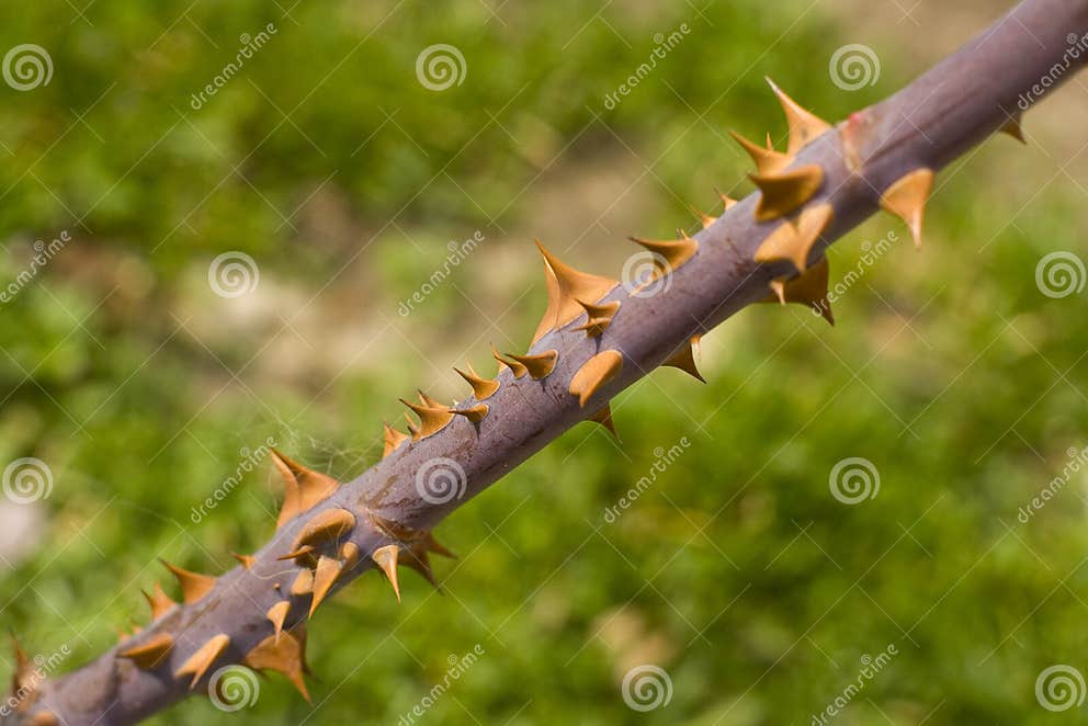 Rose thorns stock photo. Image of thorns, green, garden - 39340260