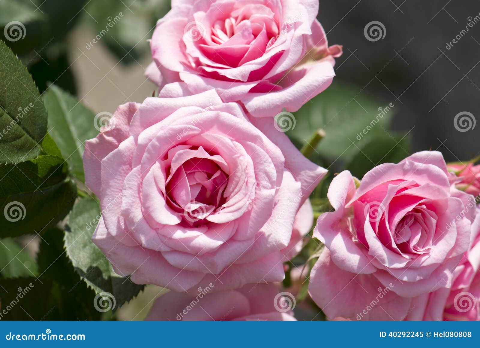 Rose with Three Blooms, Pink Roses in Summer Garden. Stock Image ...