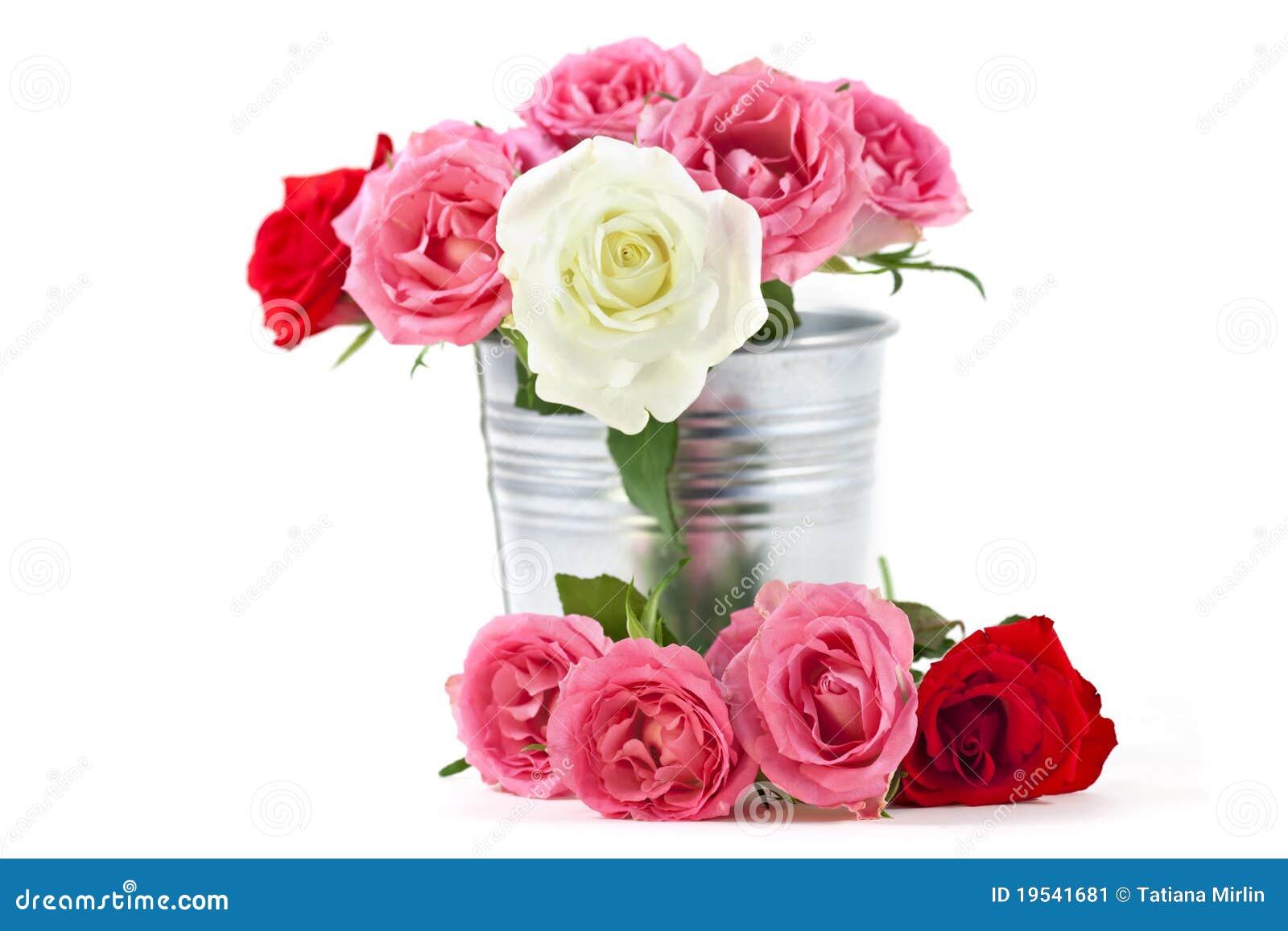 Rose in a tin bucket stock image. Image of pink, buds - 19541681