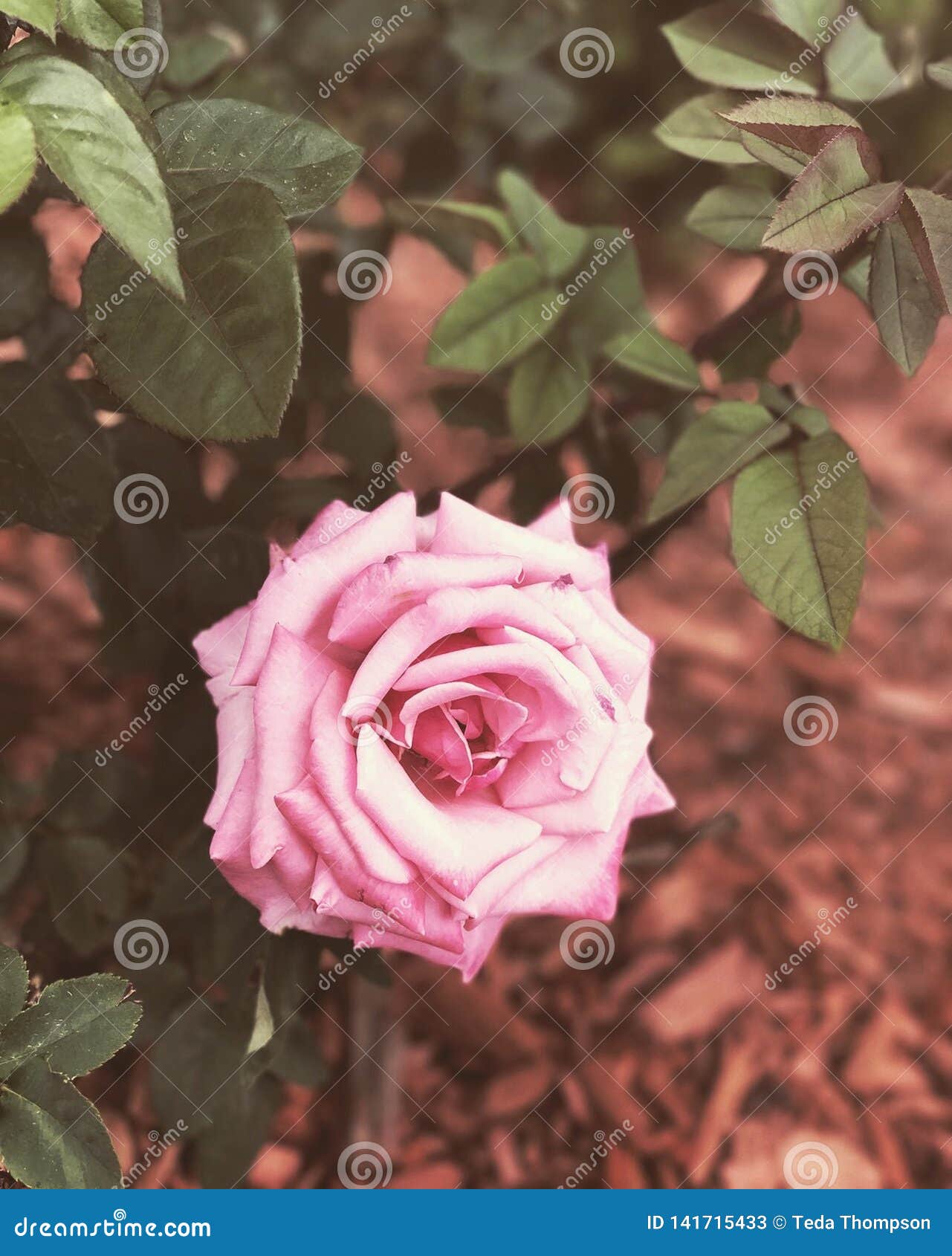 A Pretty Pink Rose stock image. Image of pink, love - 141715433
