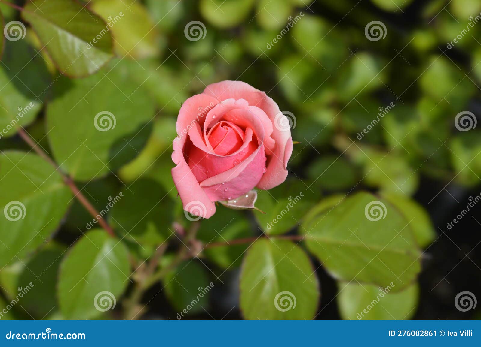 Rose Tom Tom stock image. Image of green, nature, floribunda - 276002861