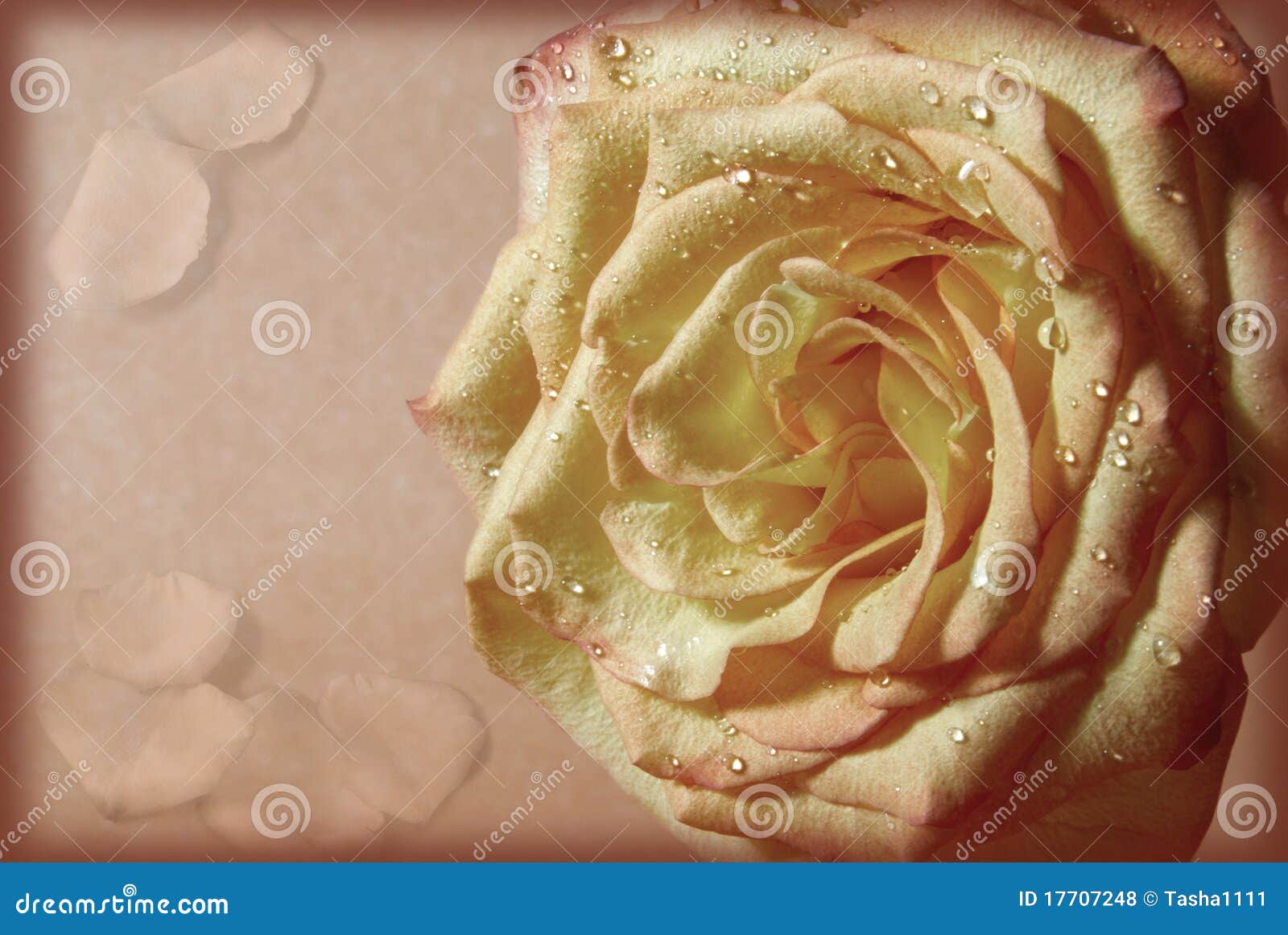 Rose with the Torn Off Petals Stock Photo - Image of celebration, brown ...