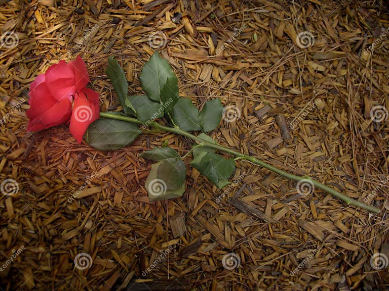 A Rose Trampled on the Ground Stock Photo - Image of resurrection ...