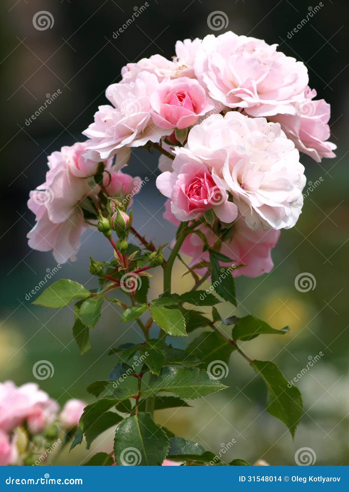 Rose tree stock photo. Image of spring, thorns, flower - 31548014