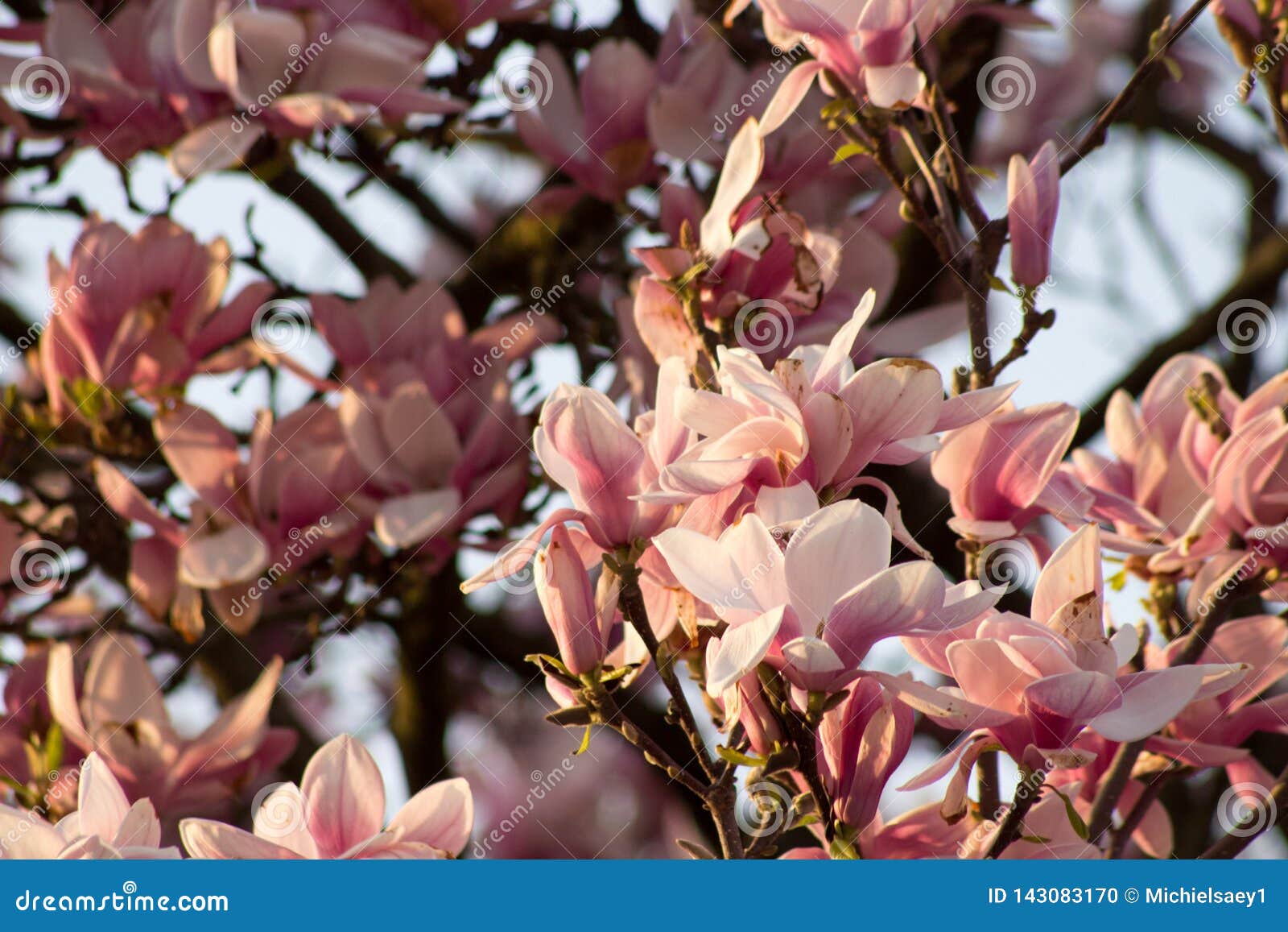 Rose Tree Flower Blooming in the Spring Stock Photo - Image of nature ...
