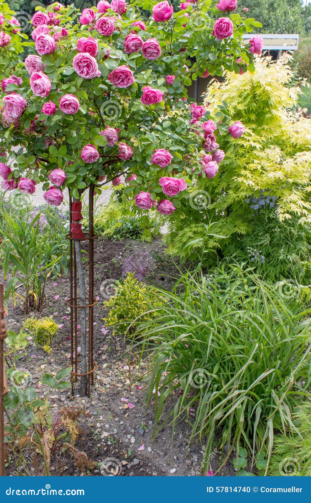 Rose tree stock photo. Image of nature, garden, blossoms - 57814740
